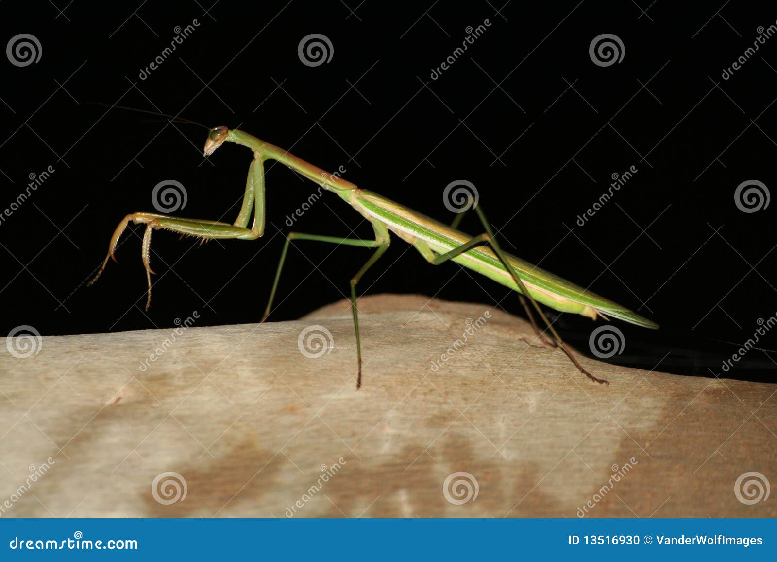 Praying mantid insect stock photo. Image of leaf, insect - 13516930