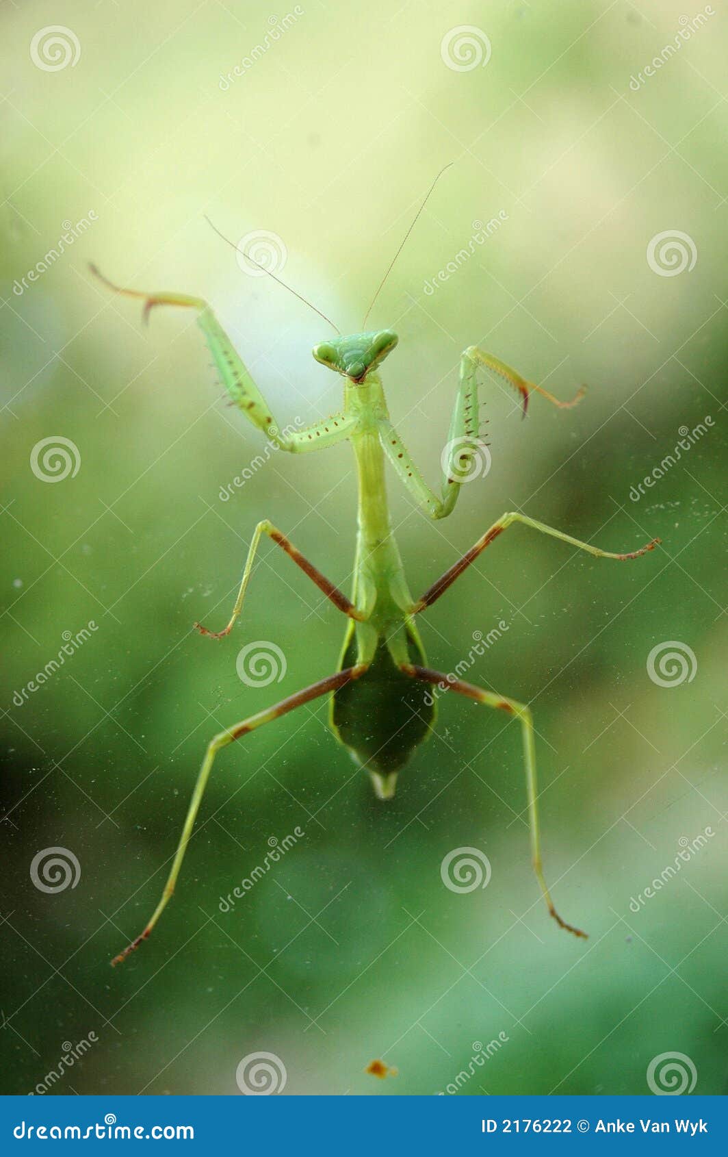 Praying Mantids stock photo. Image of legs, carnivore - 2176222
