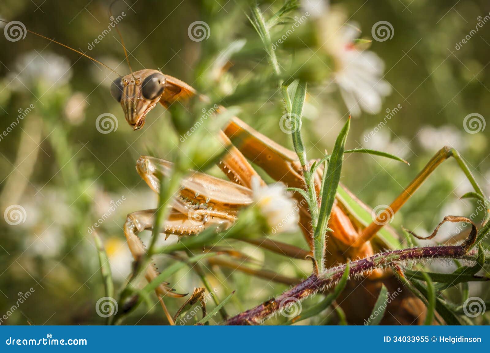 Praying Mantin (Mantodea) stock image. Image of beauty - 34033955