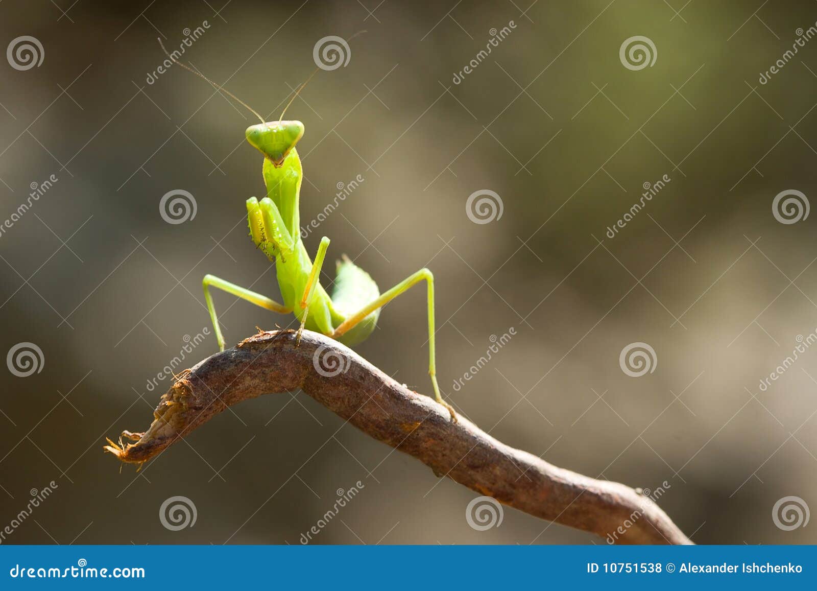 Praying Mantis Standing On A Stem Stock Image | CartoonDealer.com ...