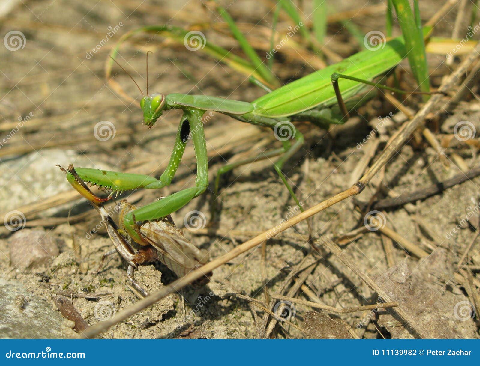 Praying mantis stock photo. Image of isolated, insect - 11139982