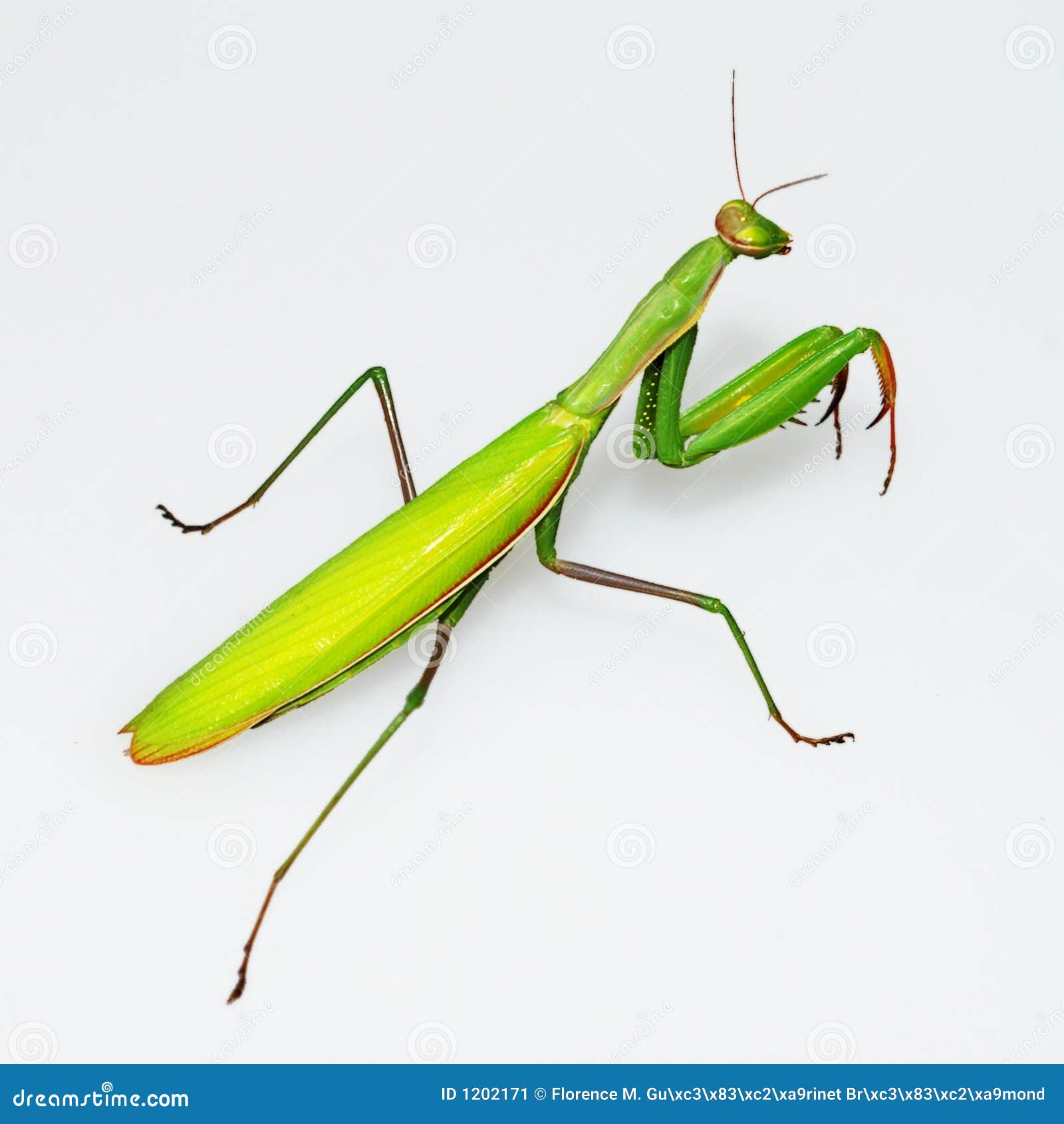 Praying mantis stock image. Image of stagmomantid, mantis - 1202171