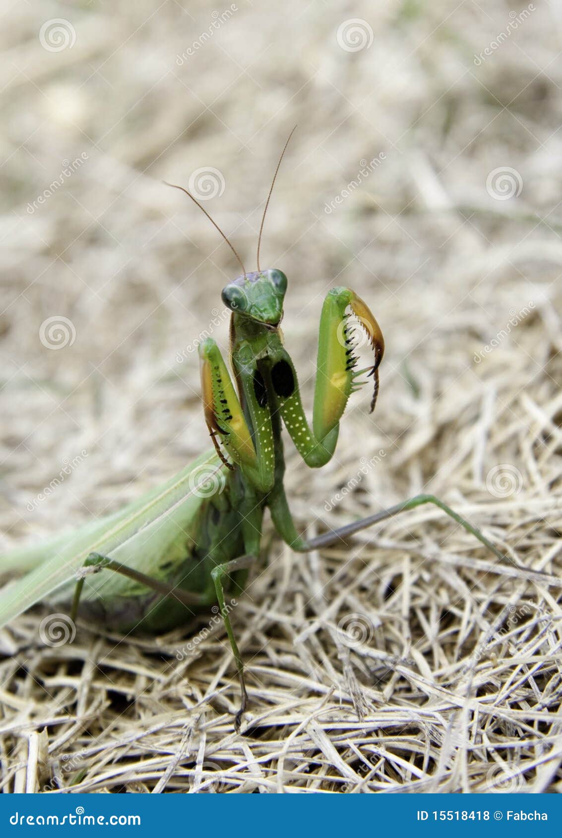 Praying Mantis Eating A Wall Lizard Stock Photography | CartoonDealer ...