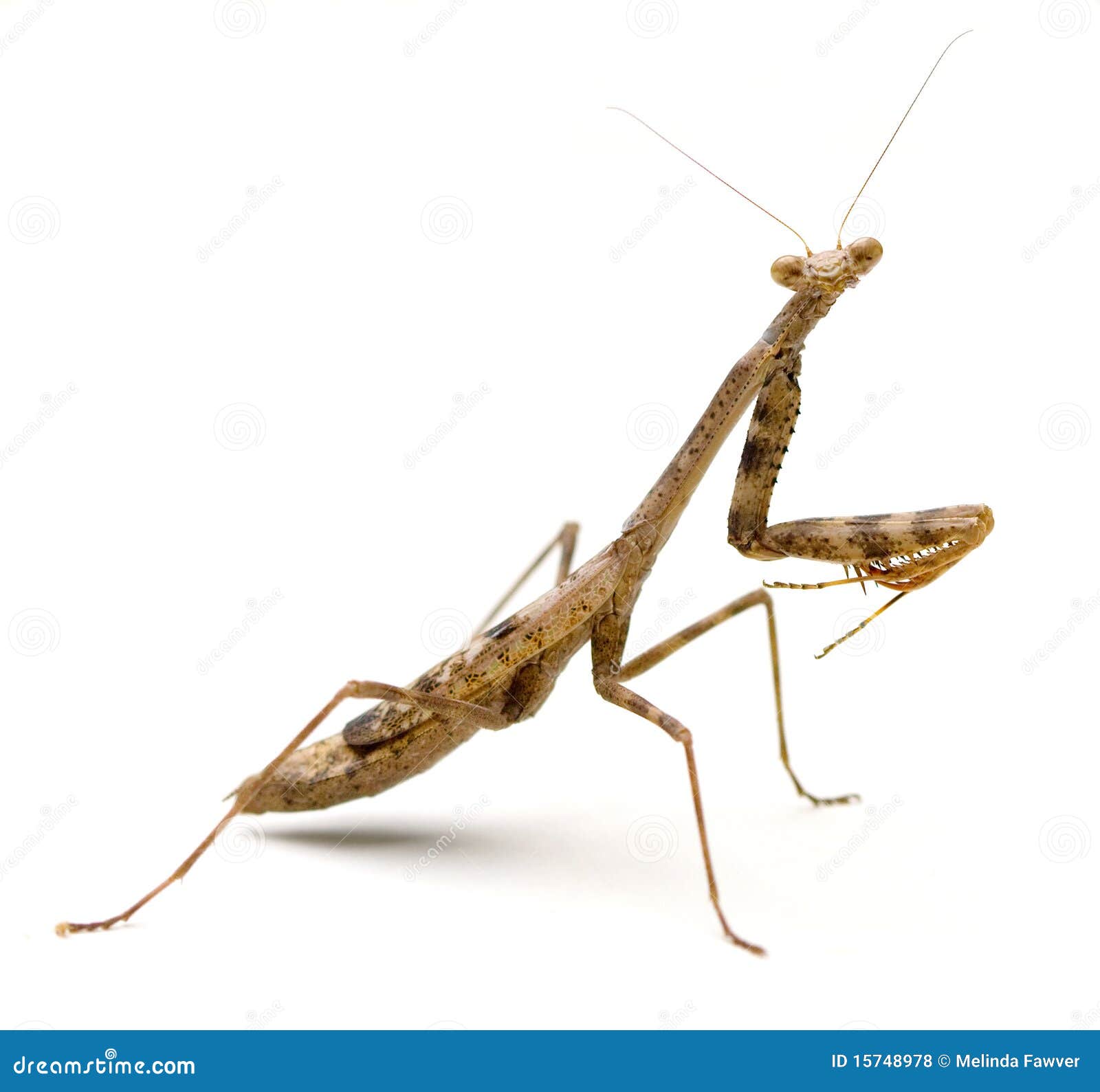 308 Mantis Profile Stock Photos - Free & Royalty-Free Stock Photos from ...