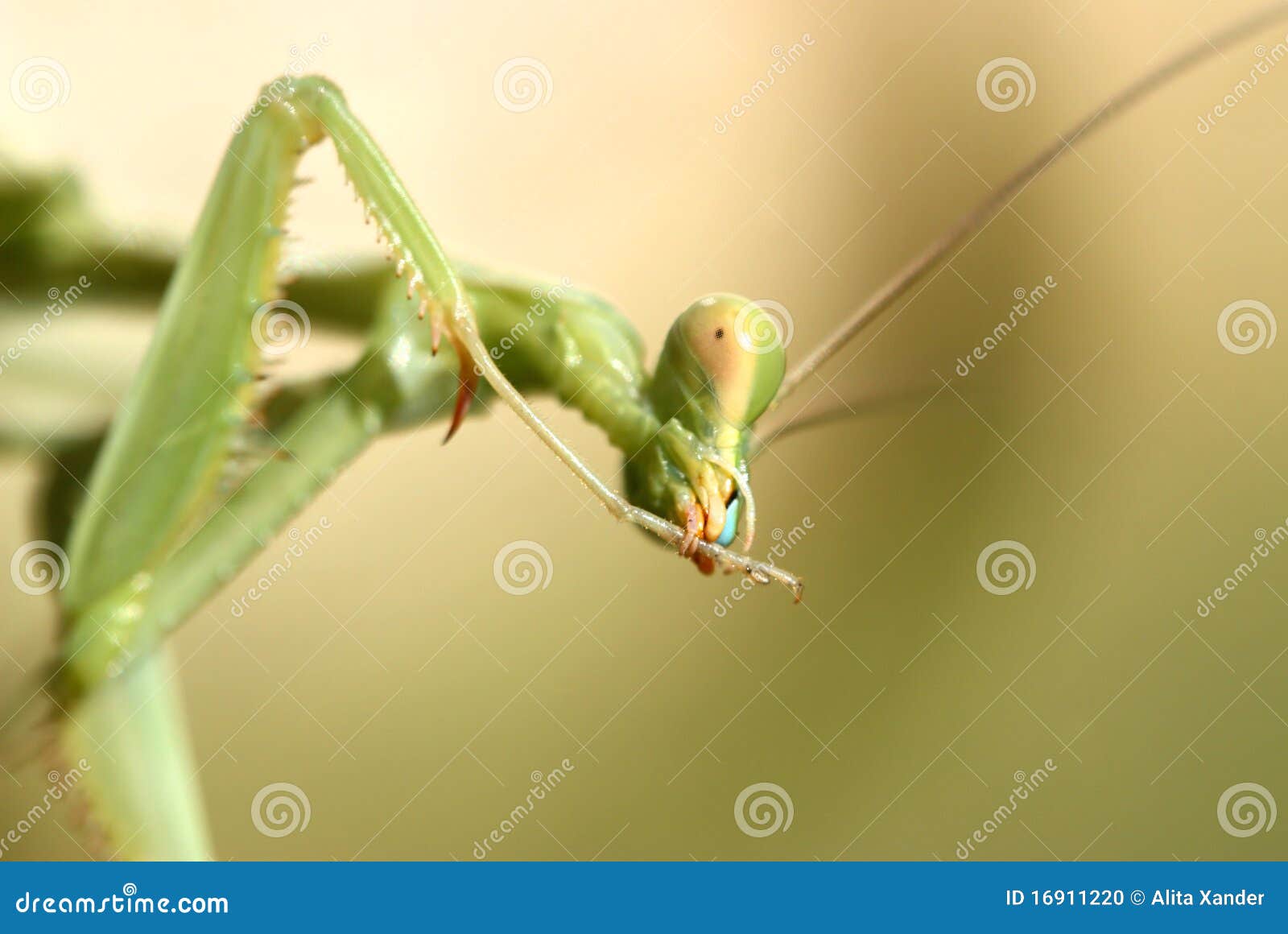 Xander Praying Mantis