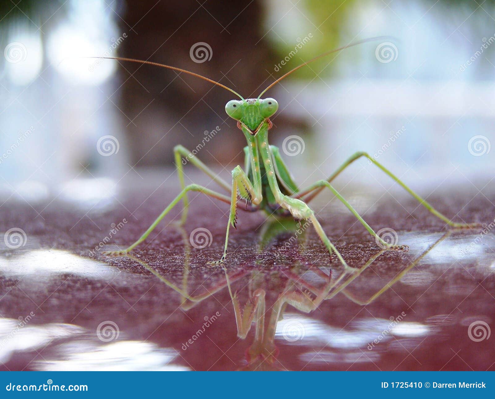 Praying Mantis Picture. Image: 1725410