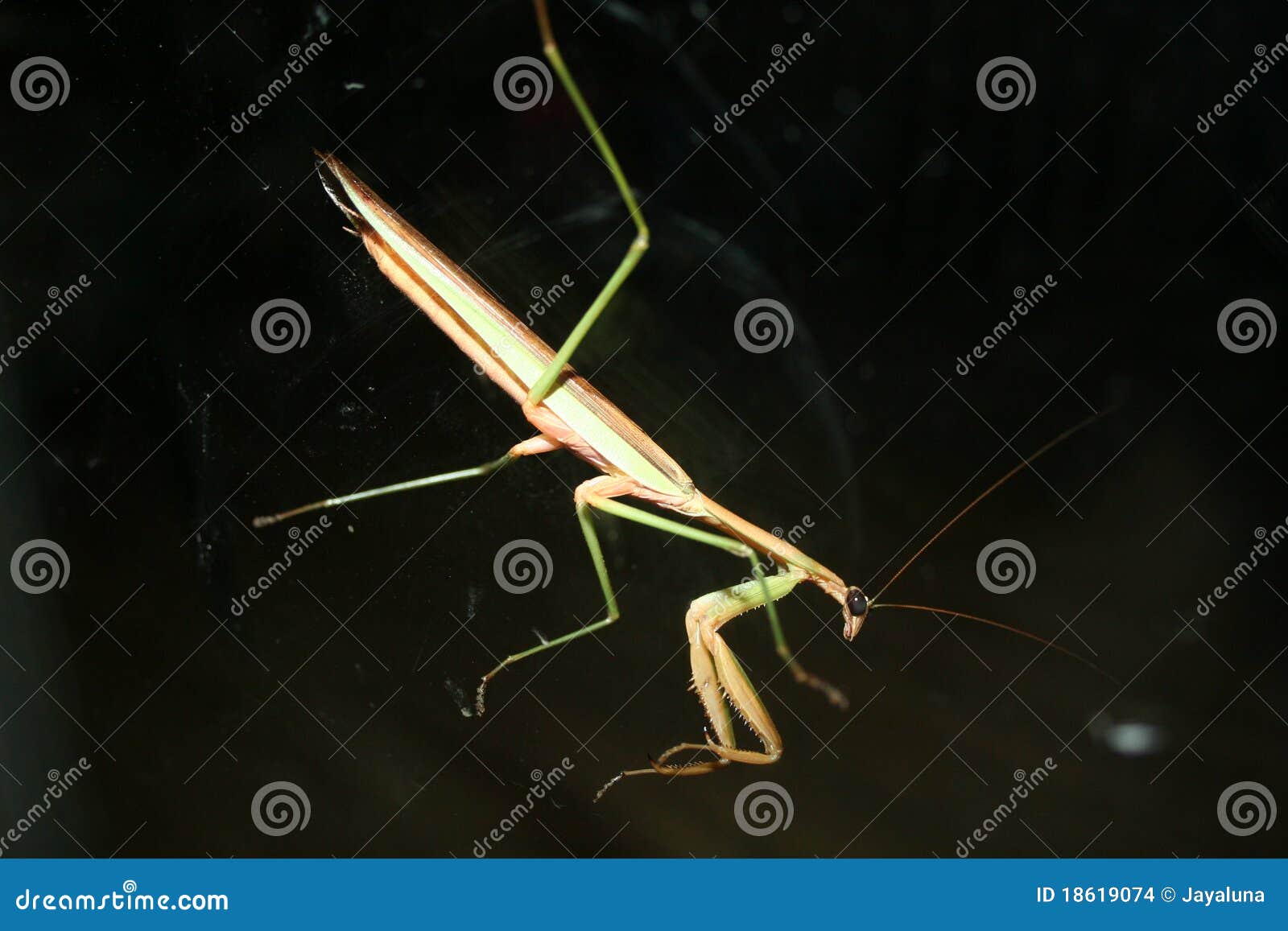 Praying Mantis stock photo. Image of mantis, spying, window - 18619074