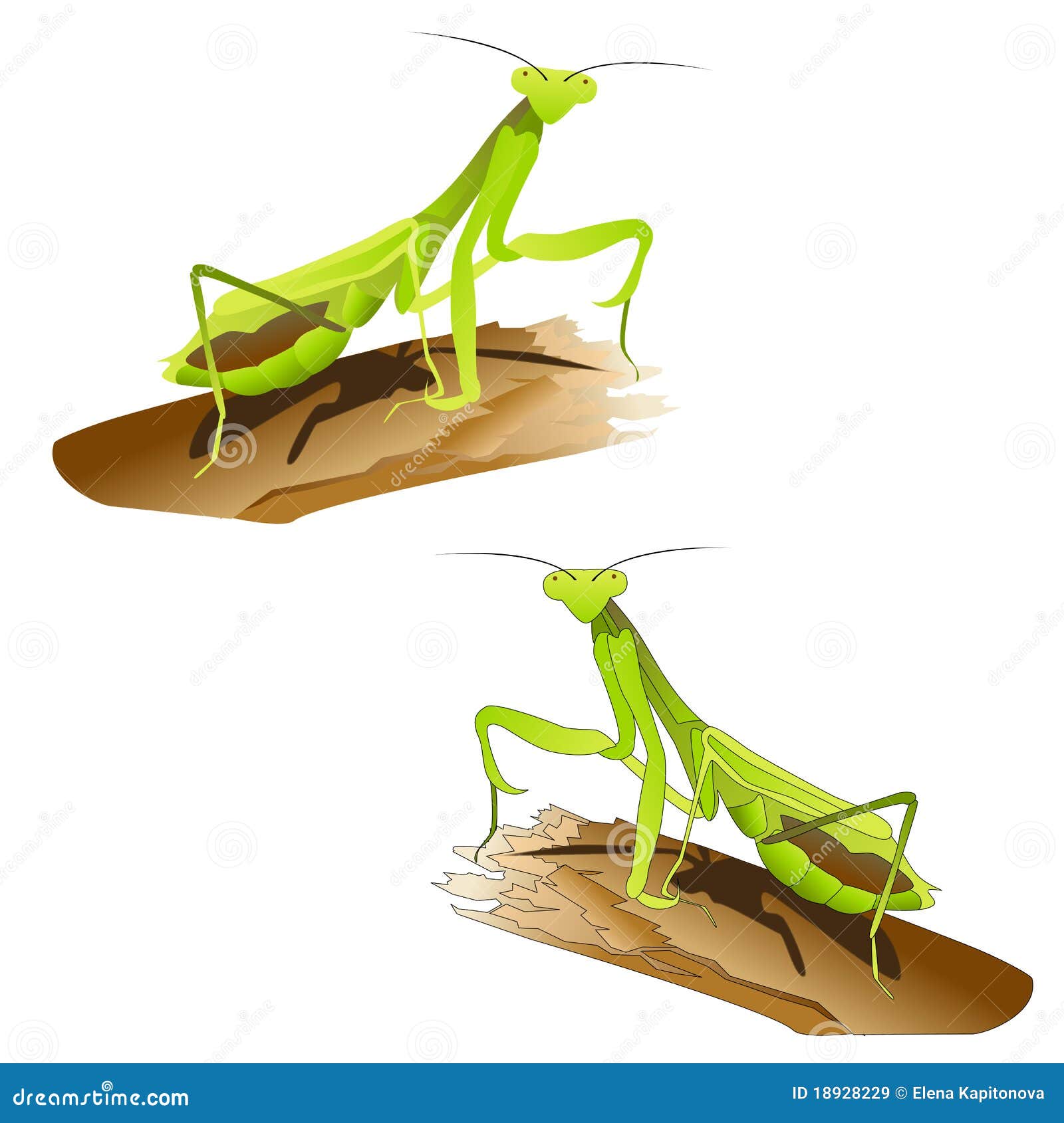 Mantises Cartoon Vector | CartoonDealer.com #36804853