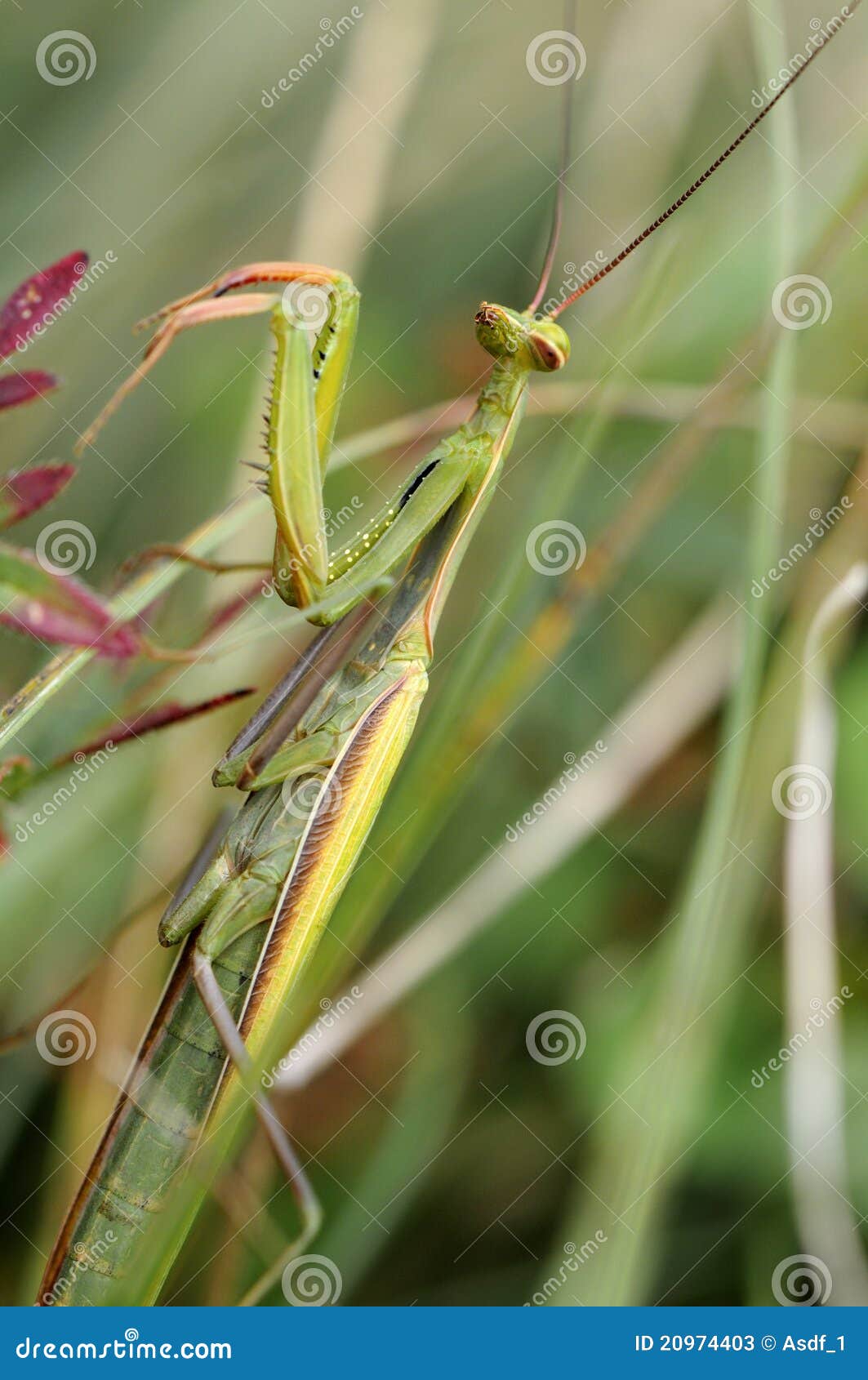 Praying mantis stock image. Image of arthropoda, detail - 20974403