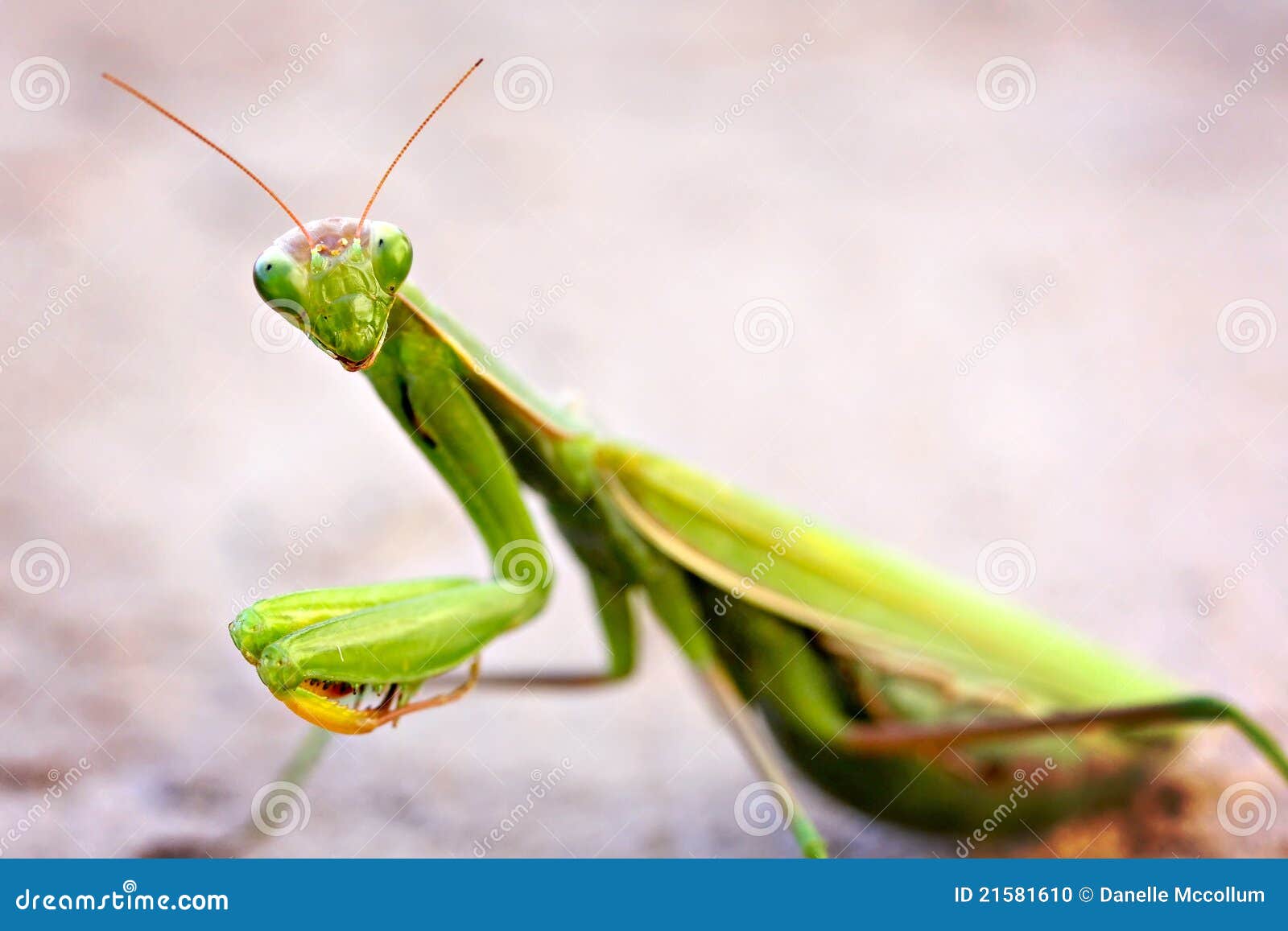Praying Mantis stock photo. Image of praying, insect - 21581610