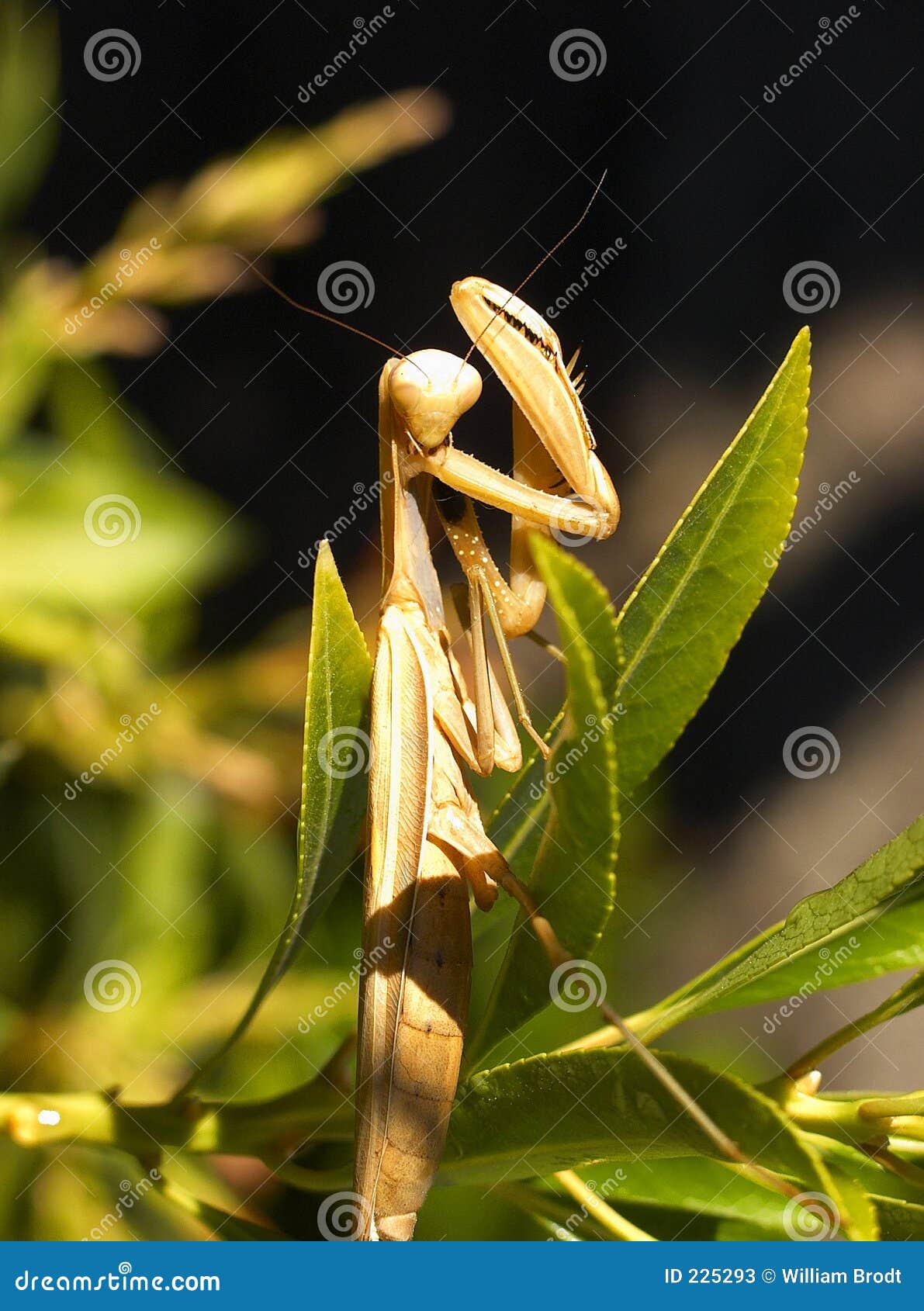 Praying Mantis stock image. Image of nature, pose, garden - 225293
