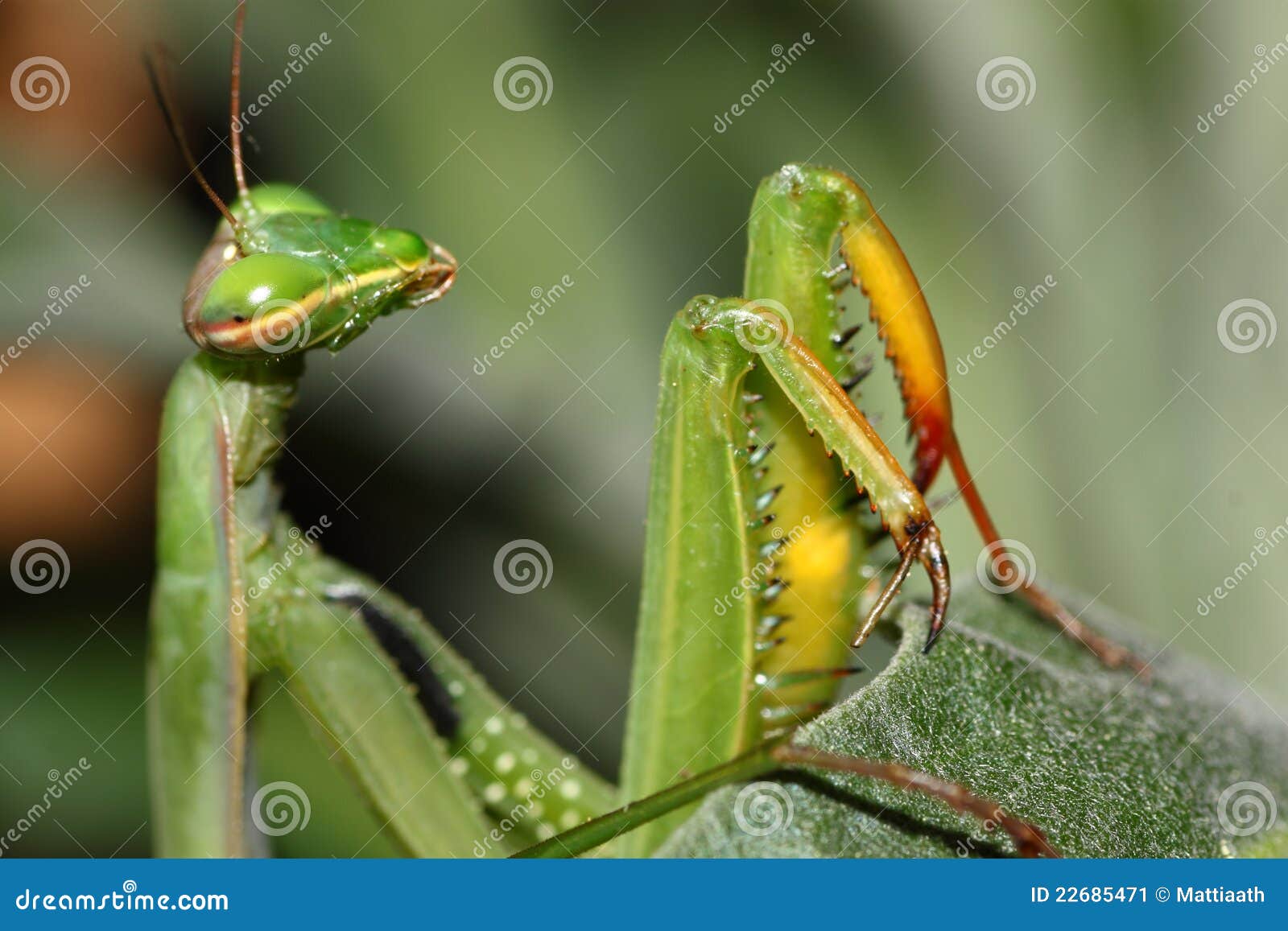 Praying mantis stock image. Image of animal, praying - 22685471