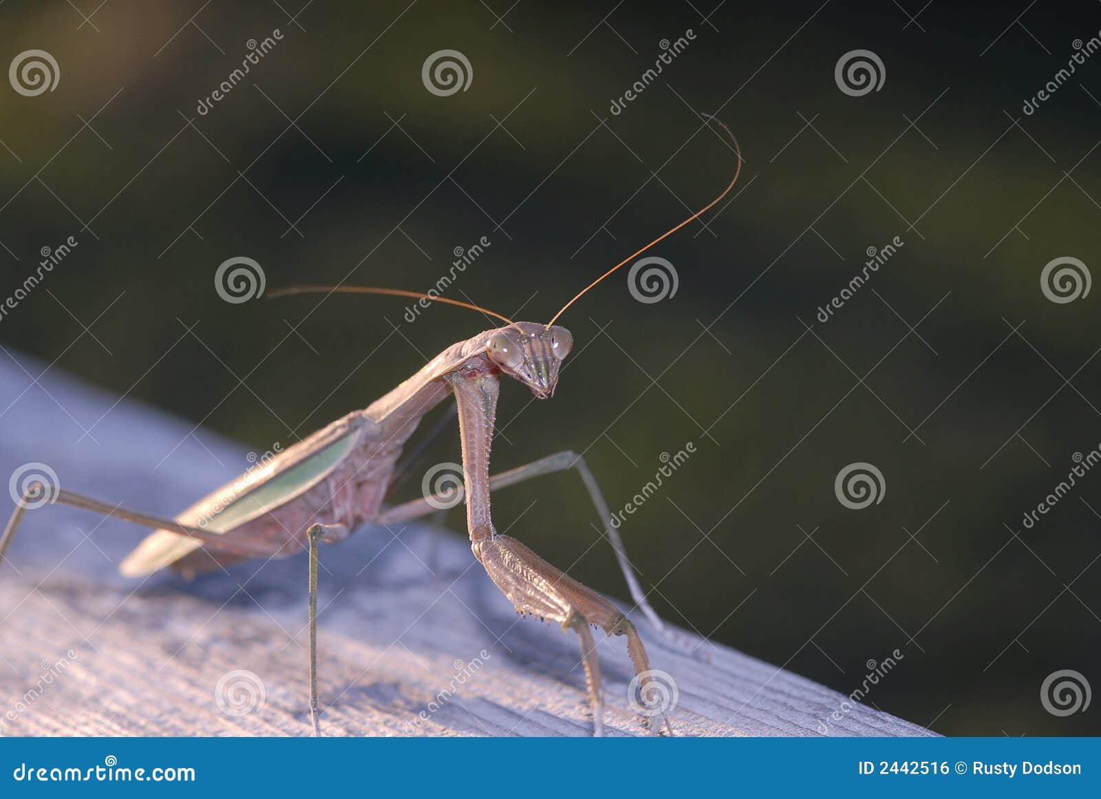 Praying Mantis stock photo. Image of wildlife, hunter - 2442516