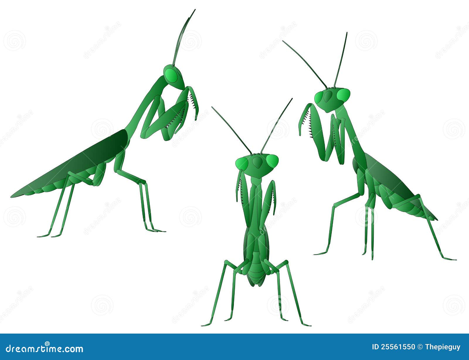 Praying Mantis Vector Silhouette Illustration Isolated On White ...