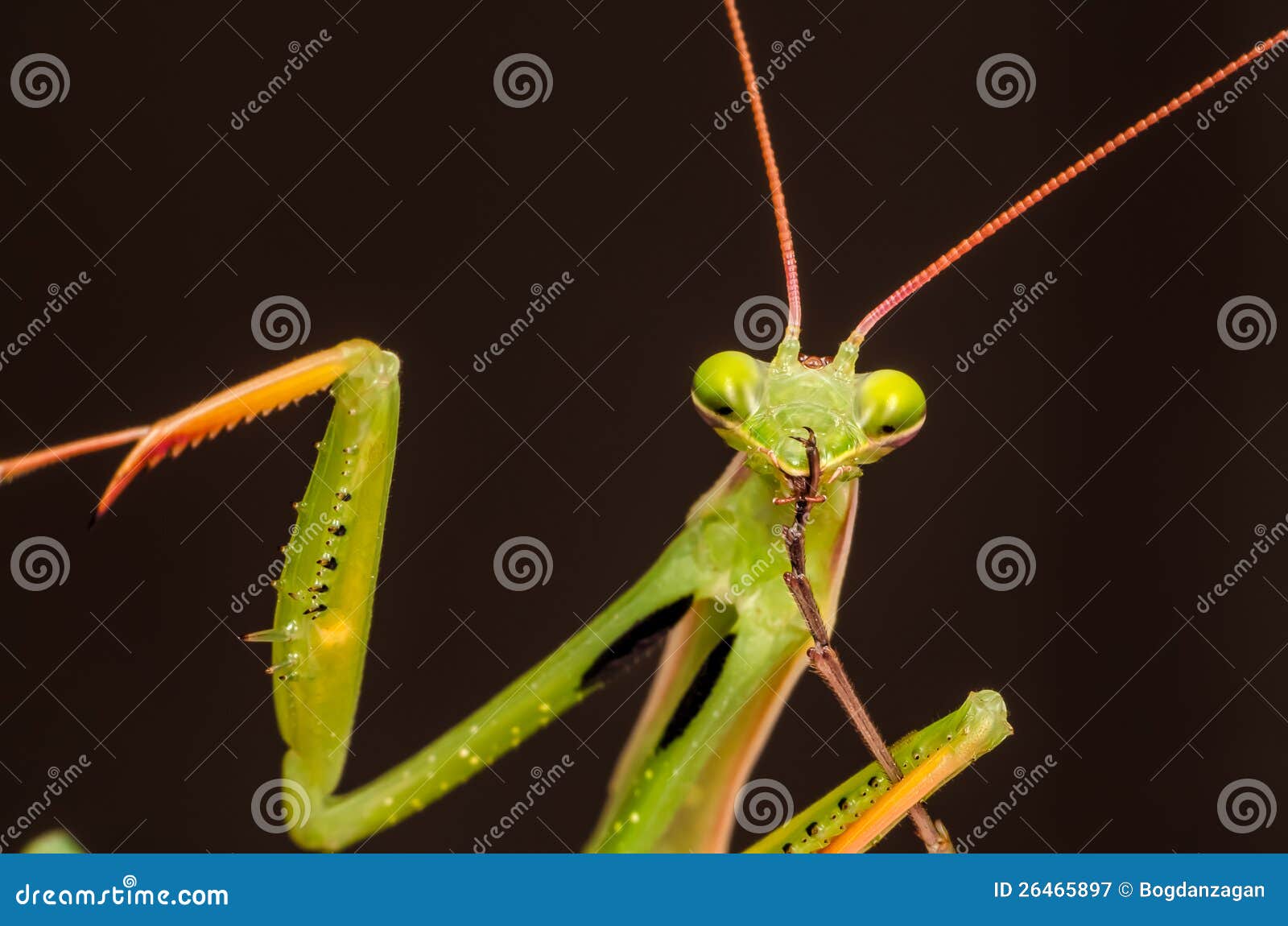Praying mantis stock image. Image of monster, hunter - 26465897