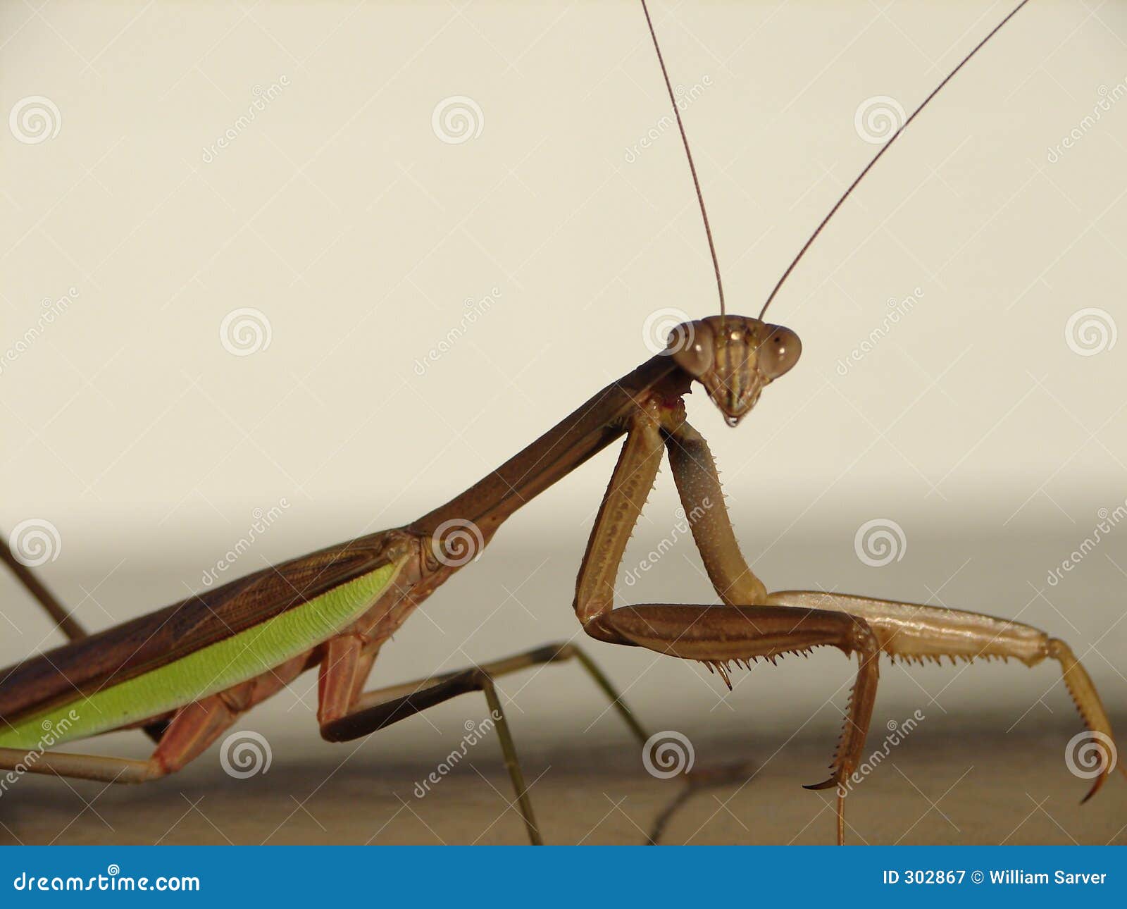 Praying Mantis stock image. Image of green, praying, eyes - 302867