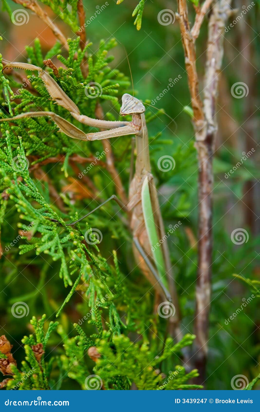 Praying Mantis stock image. Image of green, unique, praying - 3439247