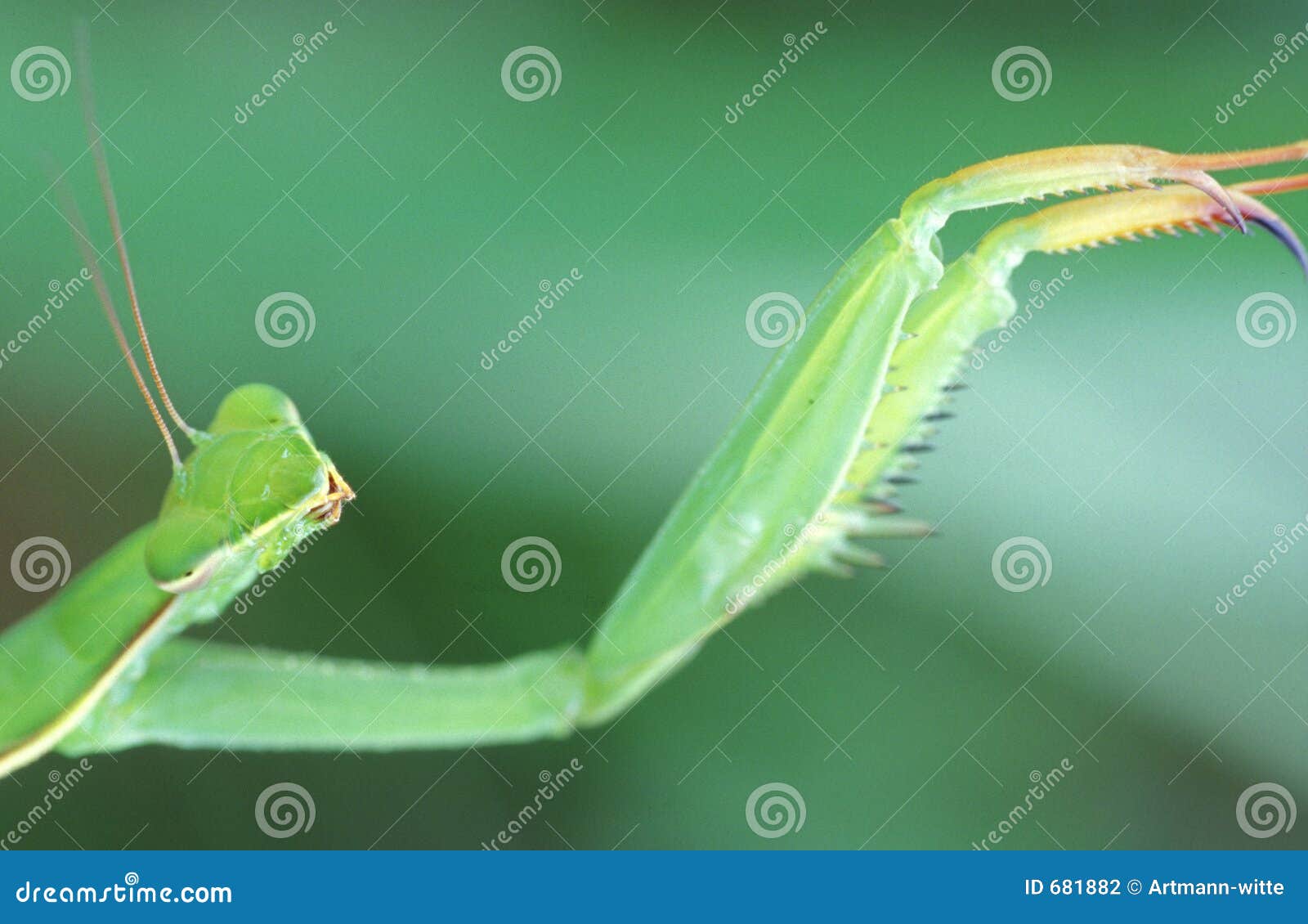Praying mantis stock photo. Image of monochrome, insect - 681882