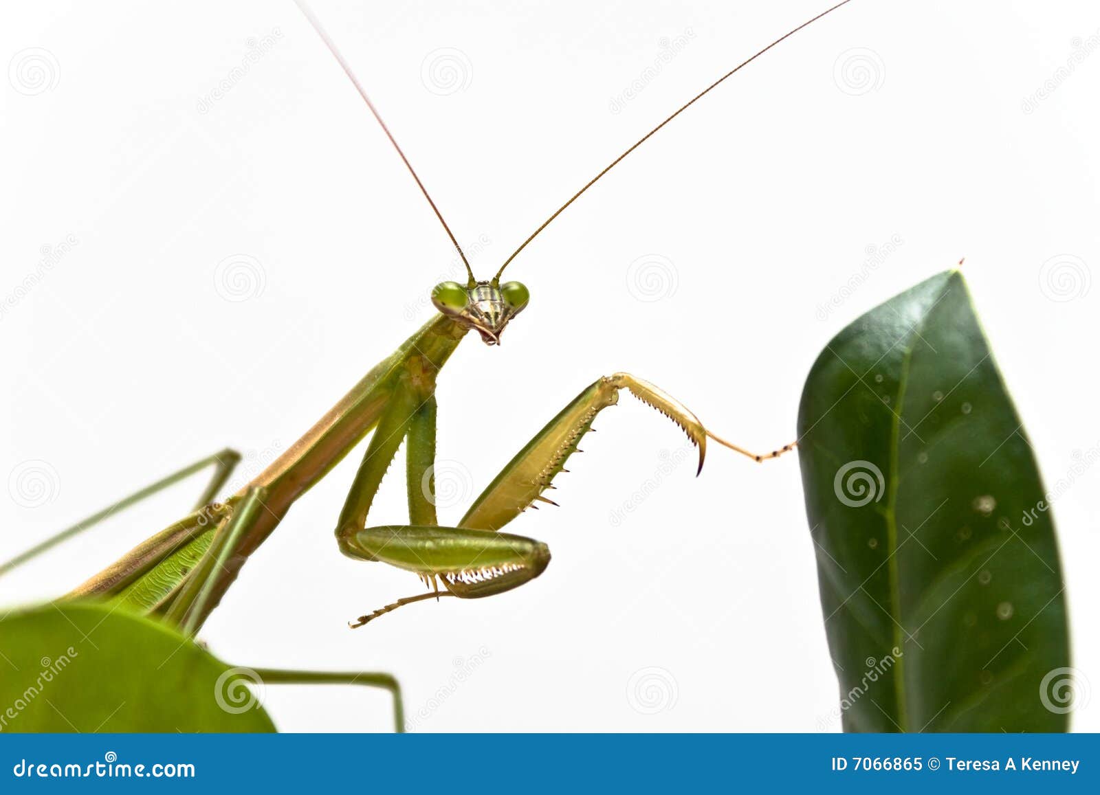Praying Mantis stock image. Image of single, isolated - 7066865