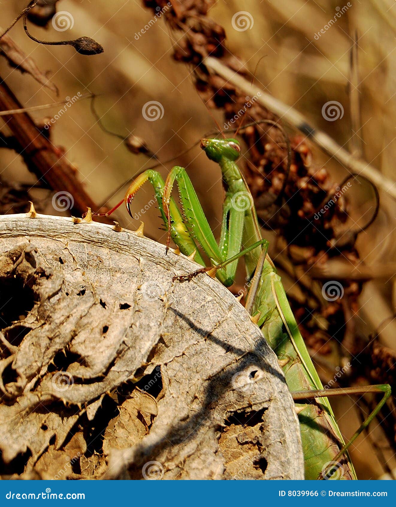 Praying mantis stock photo. Image of insect, focus, mantis - 8039966