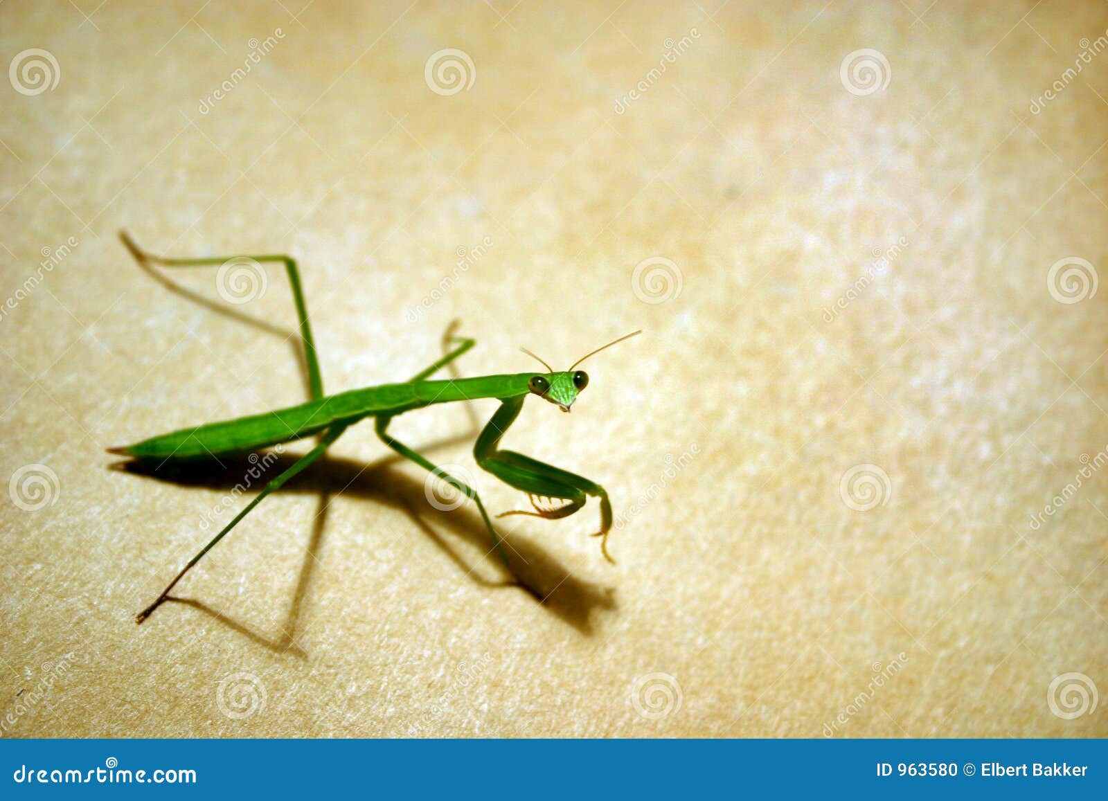 Praying Mantis stock photo. Image of ugly, critter, nature - 963580