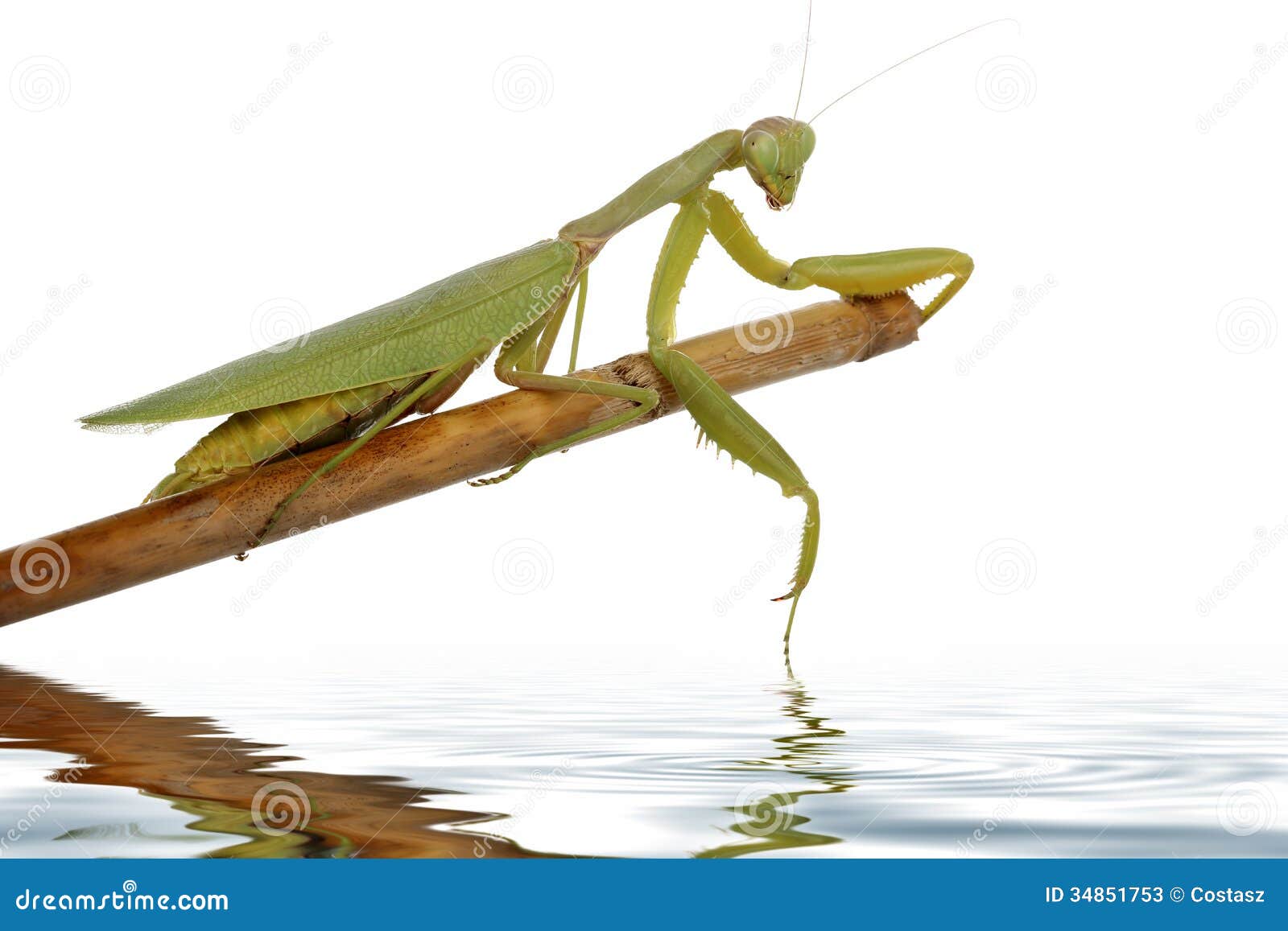 Praying mantis stock image. Image of carnivore, camouflage - 34851753