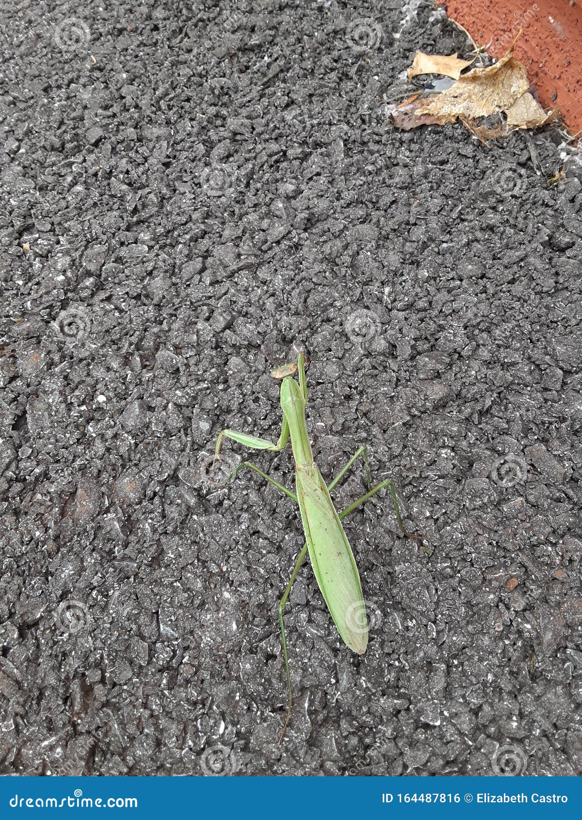Praying Mantis Active Visiting Stock Photo - Image of mantis, harmless ...