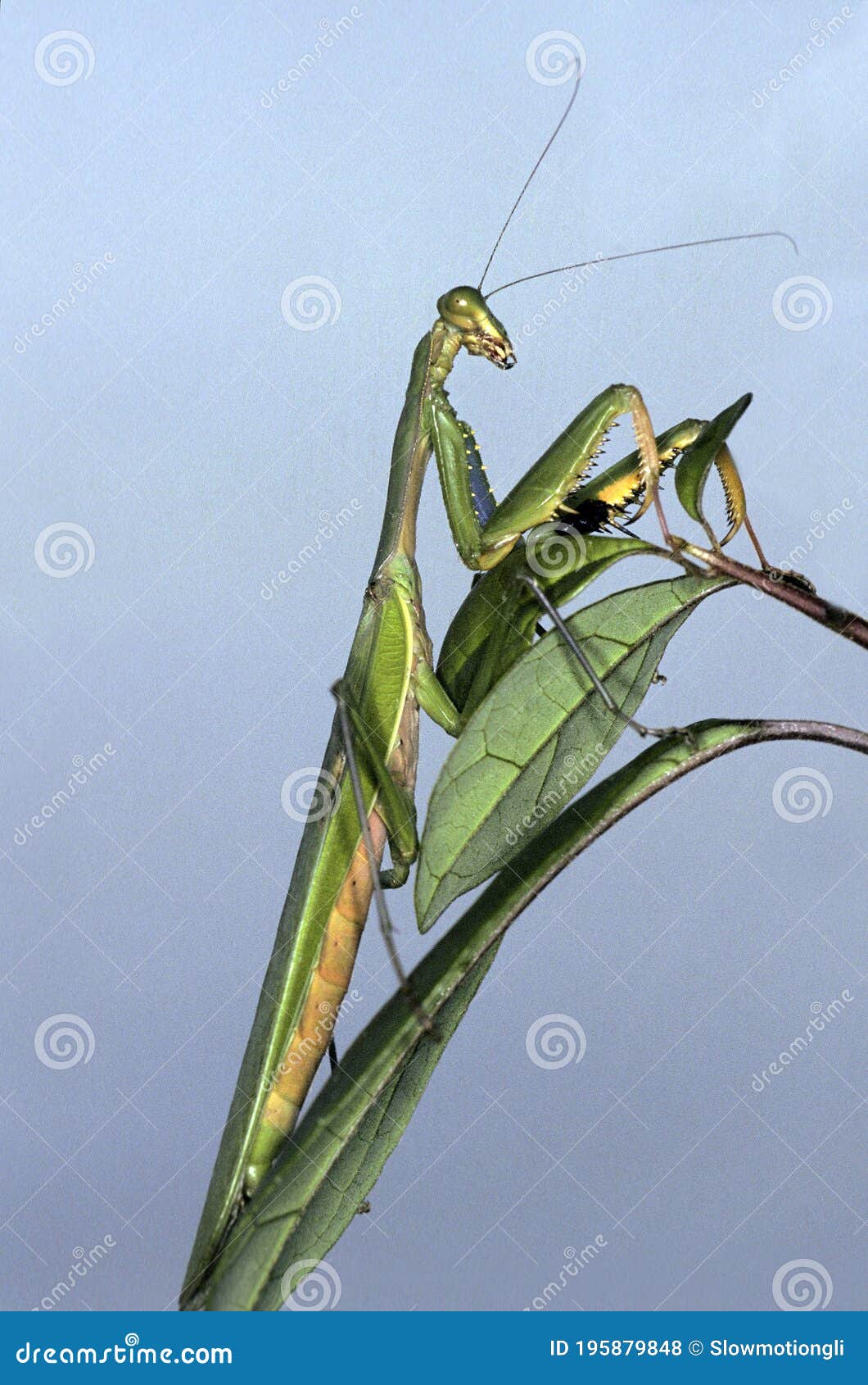 Praying Mantis, Adult Standing on Leaf, Kenya Stock Photo - Image of ...