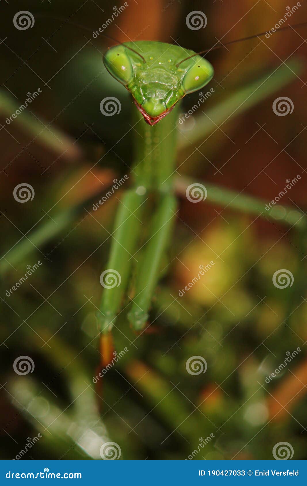 Praying Mantis. the African Mantis, this One is Also Called the Common ...