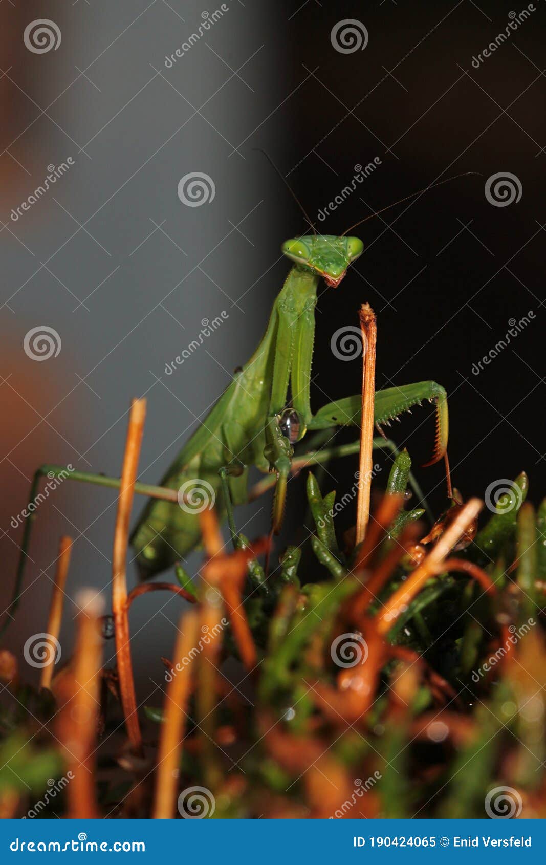Praying Mantis. the African Mantis, this One is Also Called the Common ...