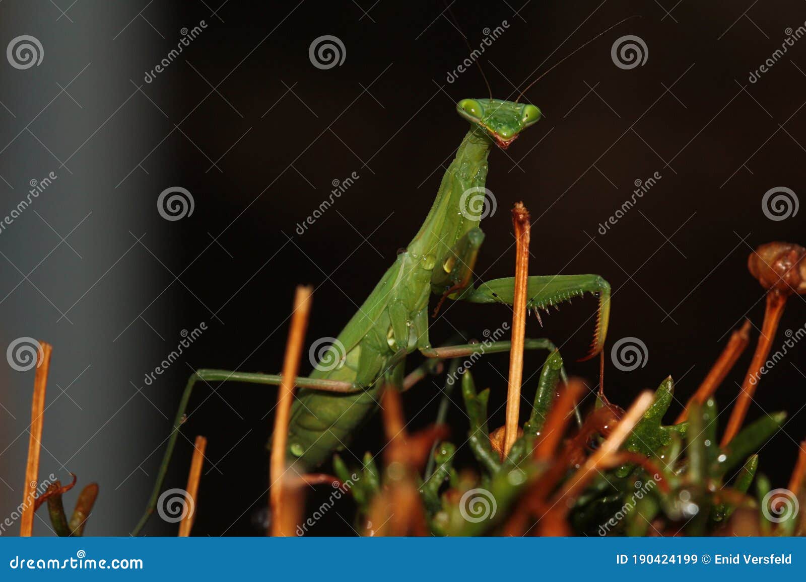 Praying Mantis. the African Mantis, this One is Also Called the Common ...