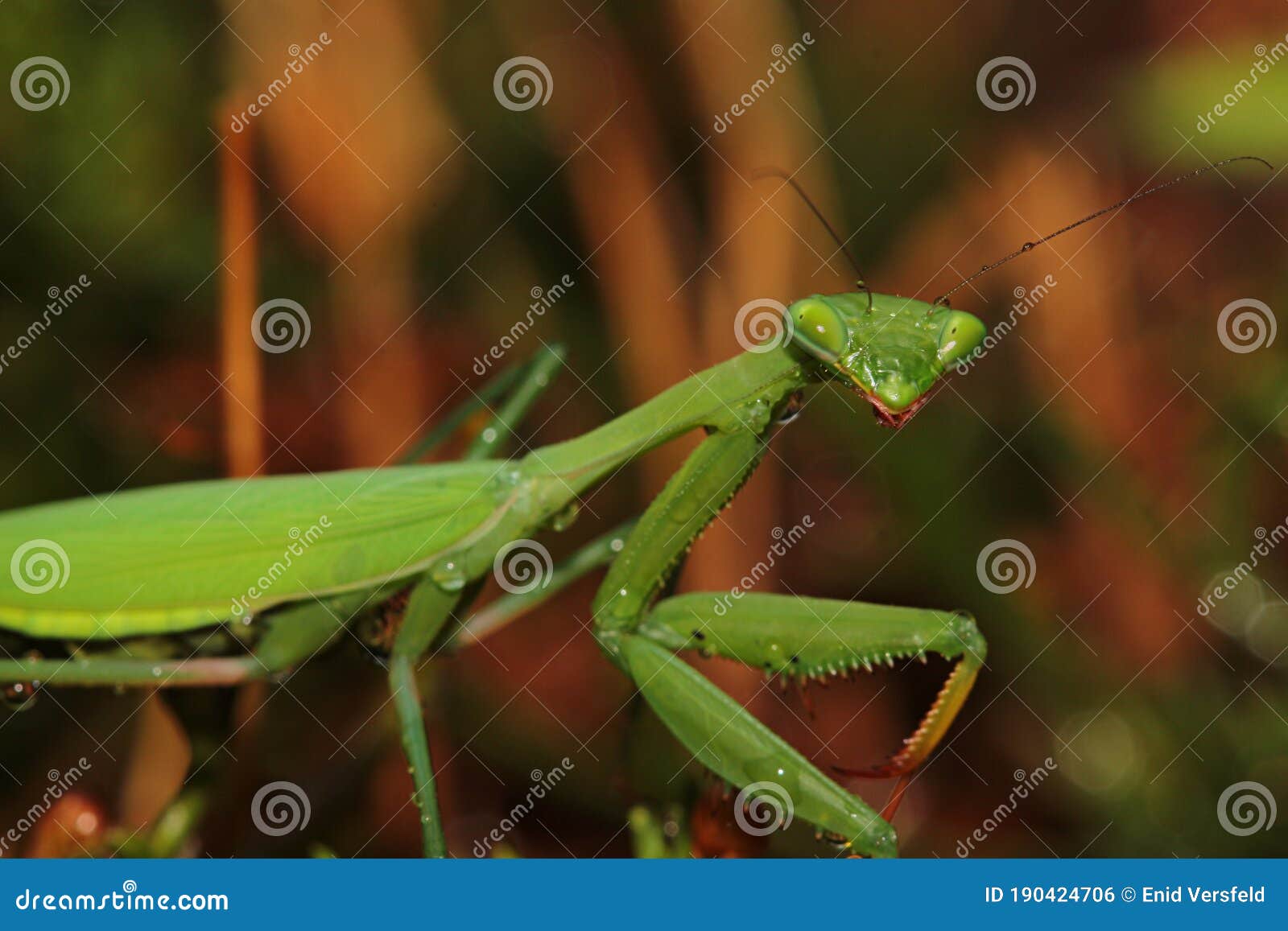 Praying Mantis. the African Mantis, this One is Also Called the Common ...