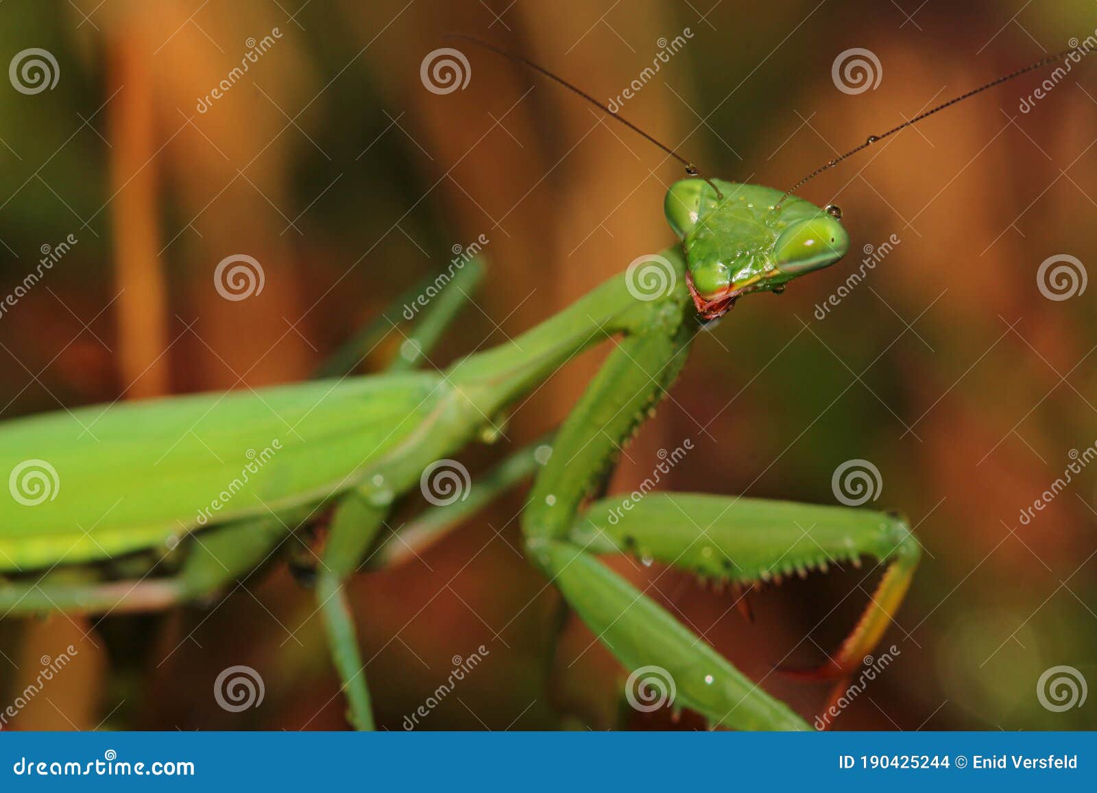 Praying Mantis. the African Mantis, this One is Also Called the Common ...