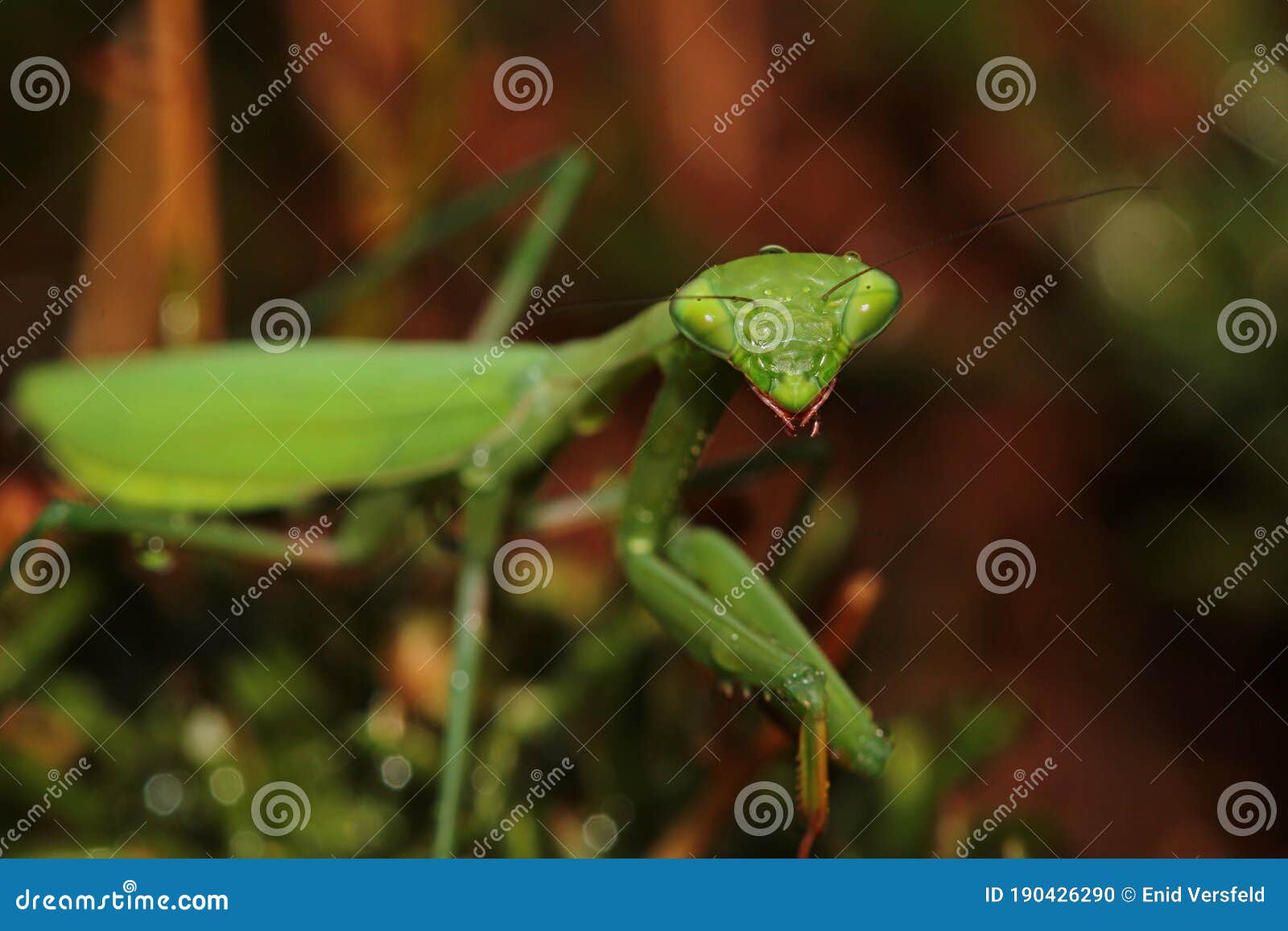 Praying Mantis. the African Mantis, this One is Also Called the Common ...
