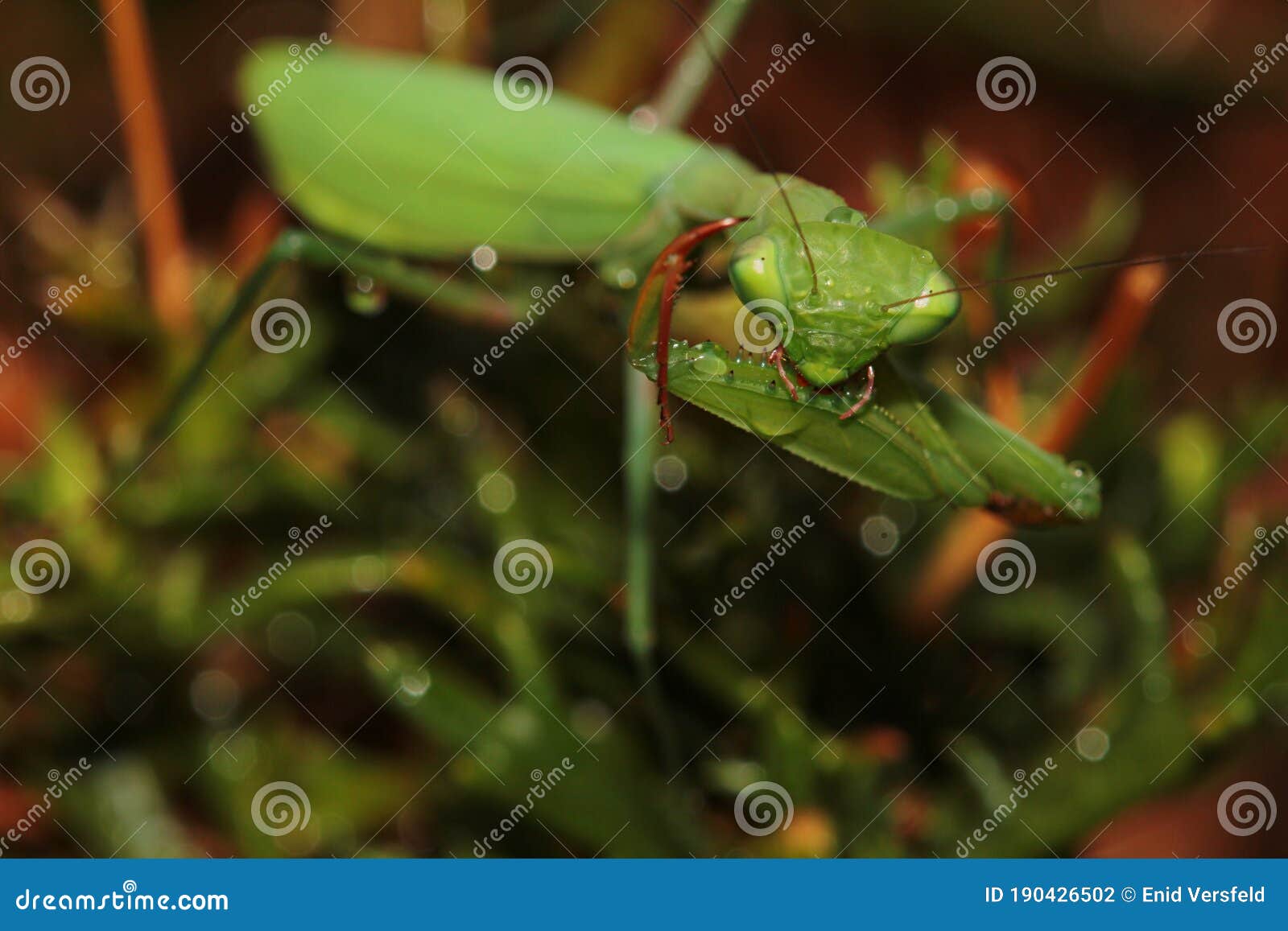 Praying Mantis. the African Mantis, this One is Also Called the Common ...
