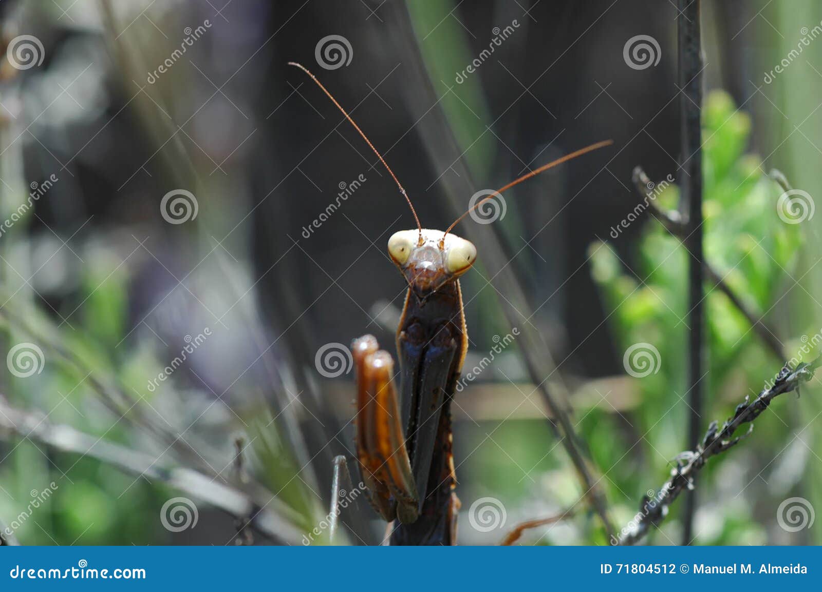 Praying Mantis (Archimantis Latistyla) Stock Photo - Image of animals ...