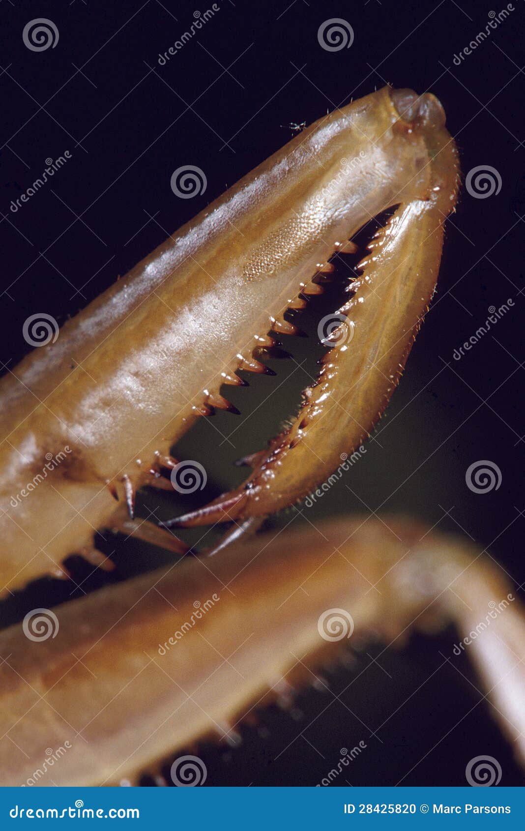 Praying Mantis Arm stock photo. Image of chinese, pray - 28425820