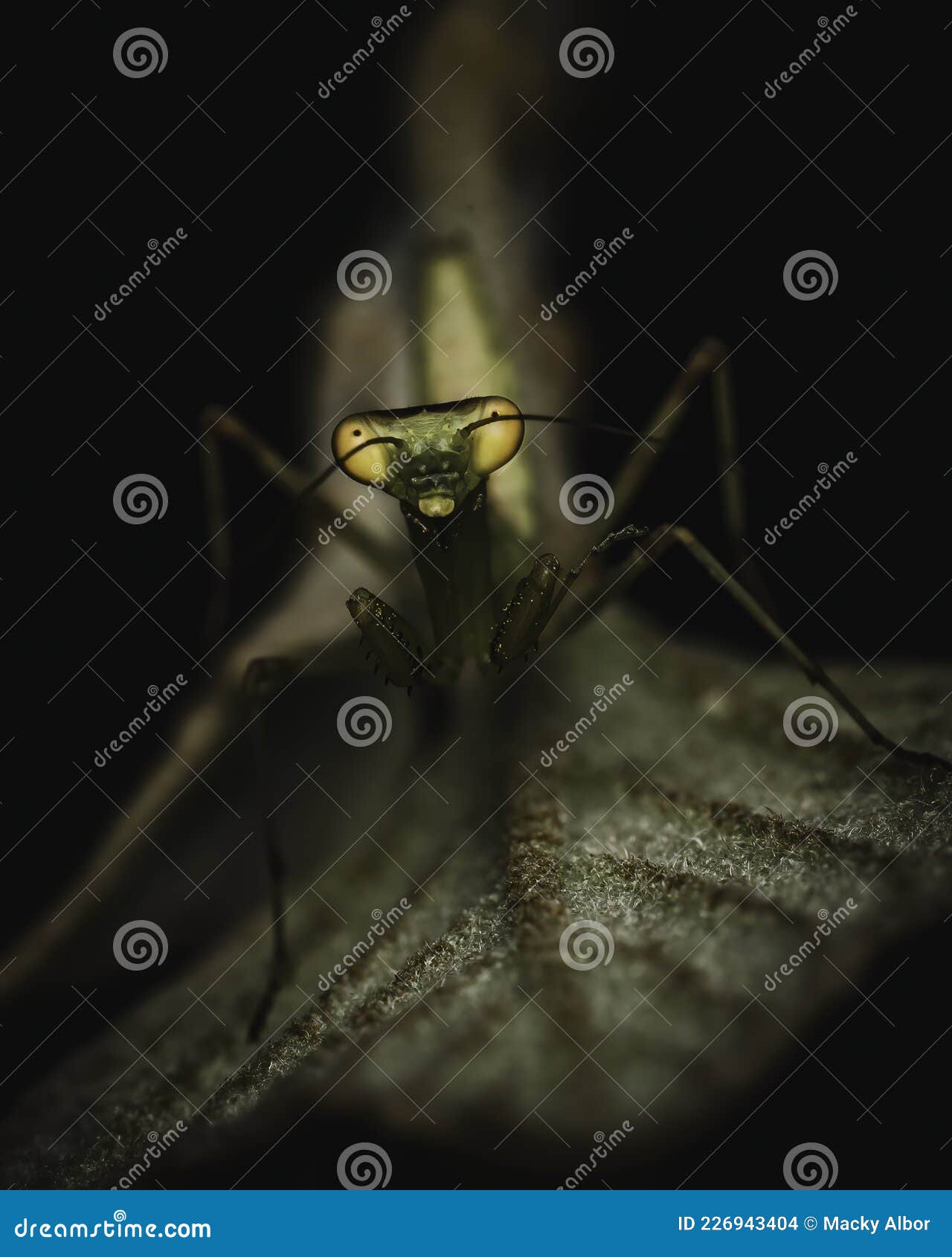 Praying Mantis on the Bac of a Leaf at Night Stock Photo - Image of ...