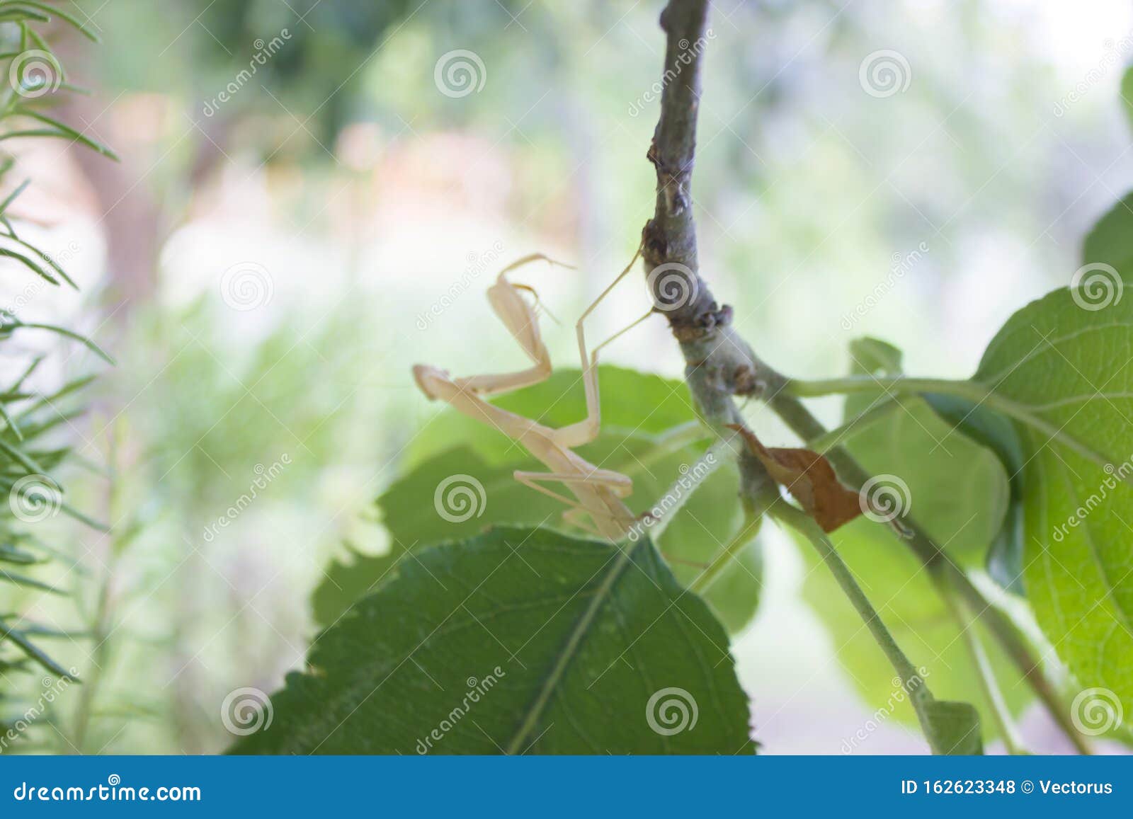 Praying Mantis Back Side View Stock Photo - Image of back, closeup ...