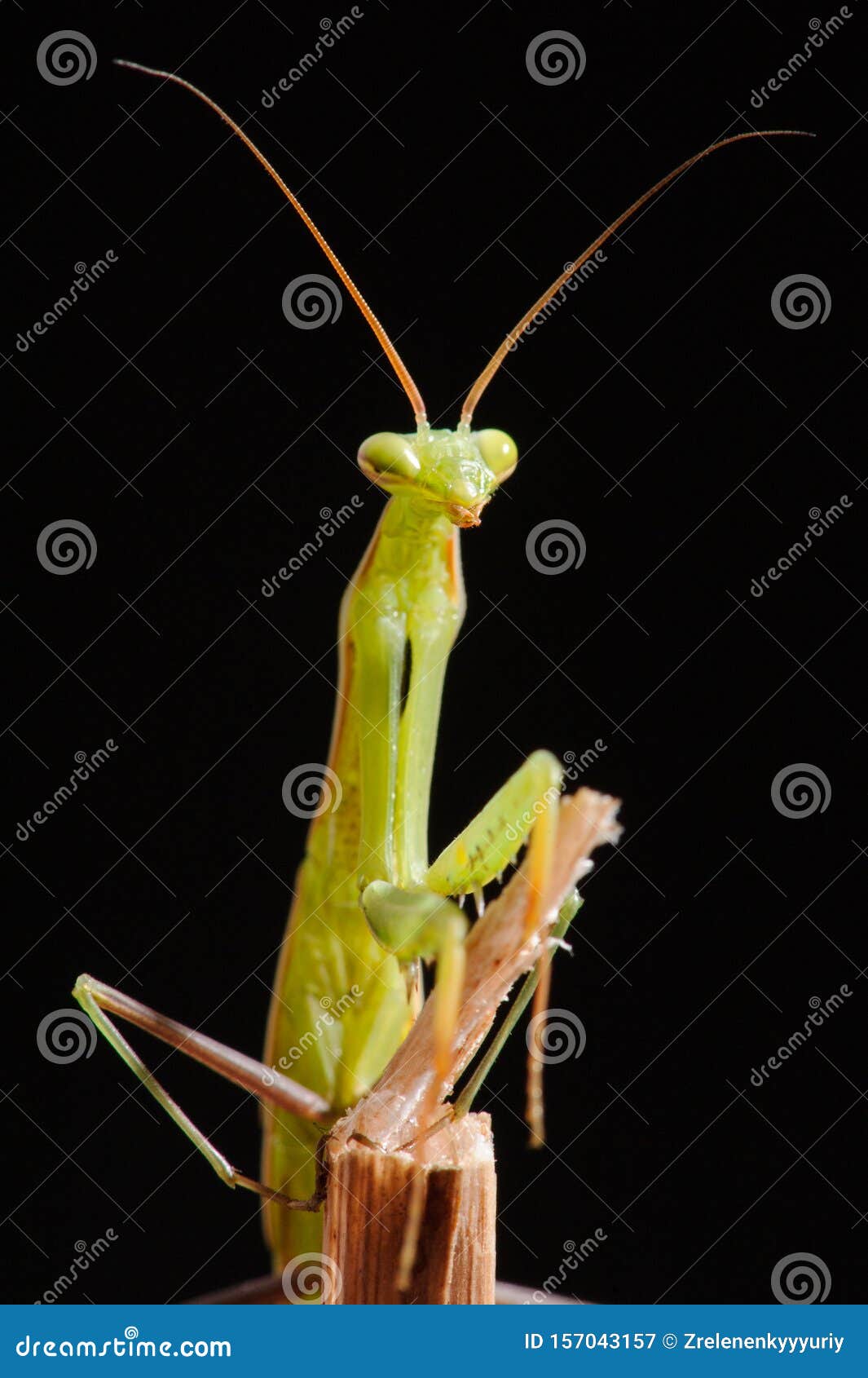 Praying Mantis On A Black Background Stock Image - Image of looking ...