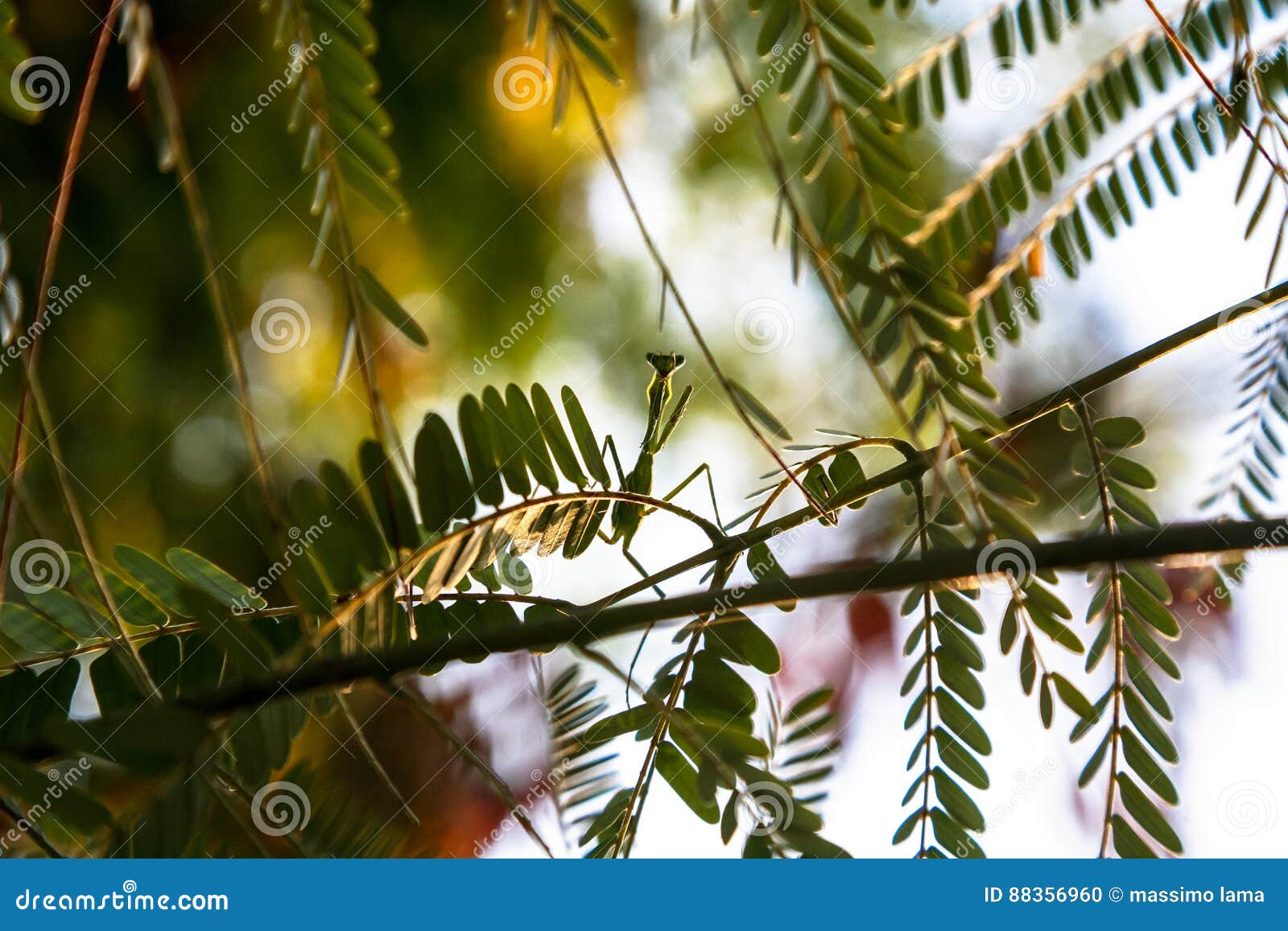 Praying Mantis, in Botswana Stock Photo - Image of biology, antenna ...