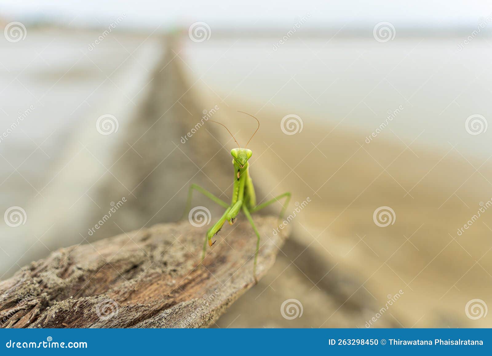 Praying Mantis on a Branch in the Dry Season. Praying Mantis in Arid ...