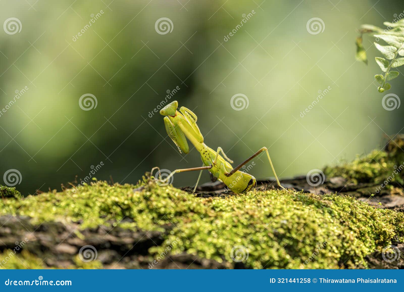 Praying Mantis on a Branch with Moss in the Rainy Season Stock Photo ...