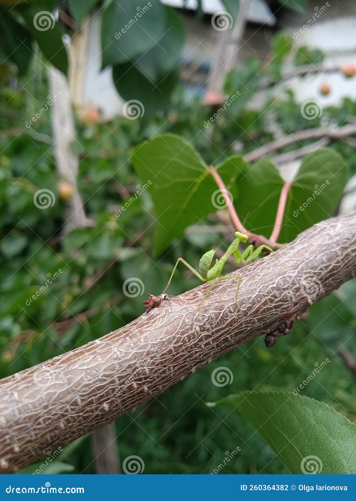 Praying Mantis on a Branch in Nature. Stock Photo - Image of insect ...