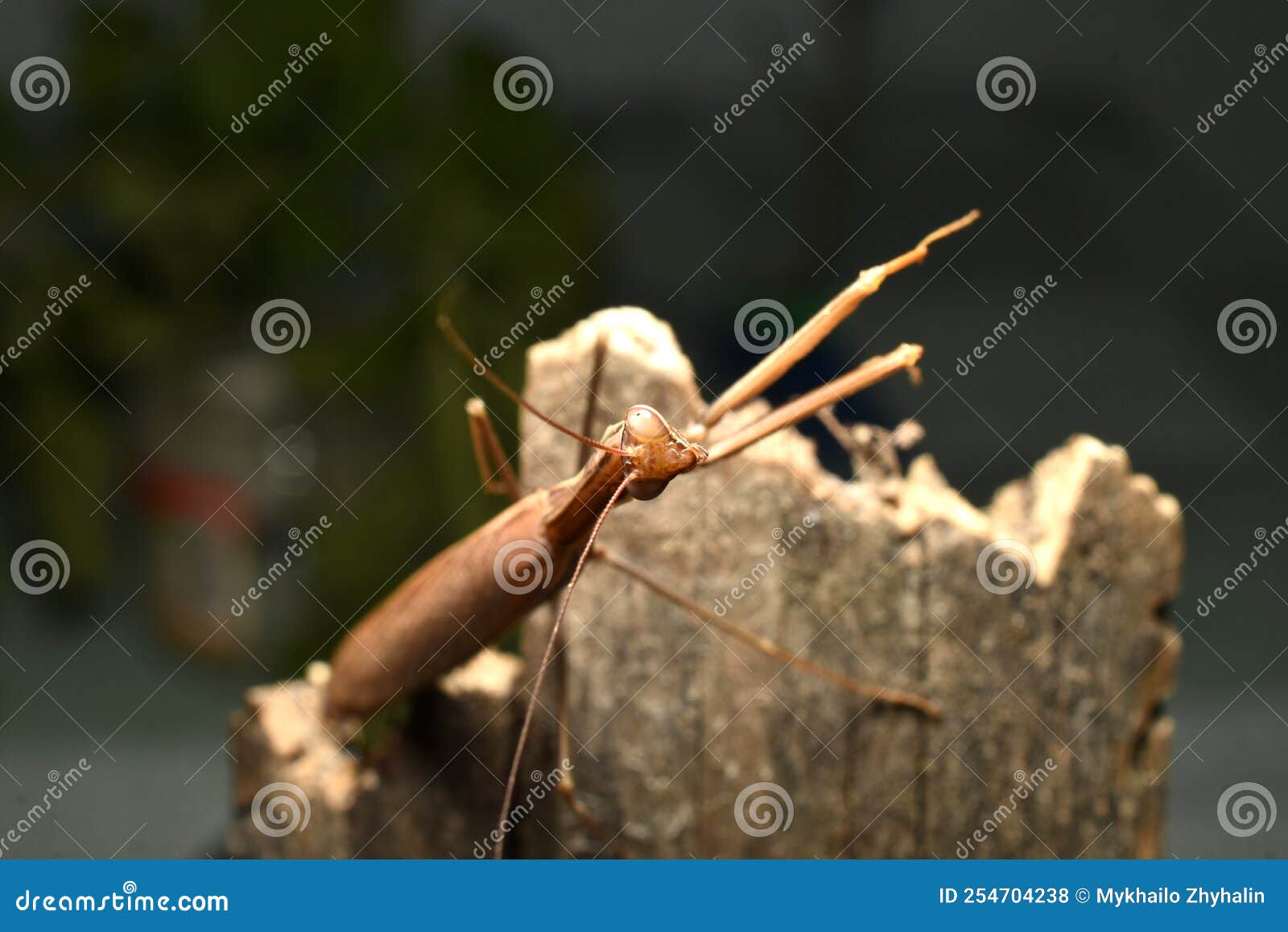 Praying Mantis Brown, Shot Out Front. Stock Photo - Image of wildlife ...