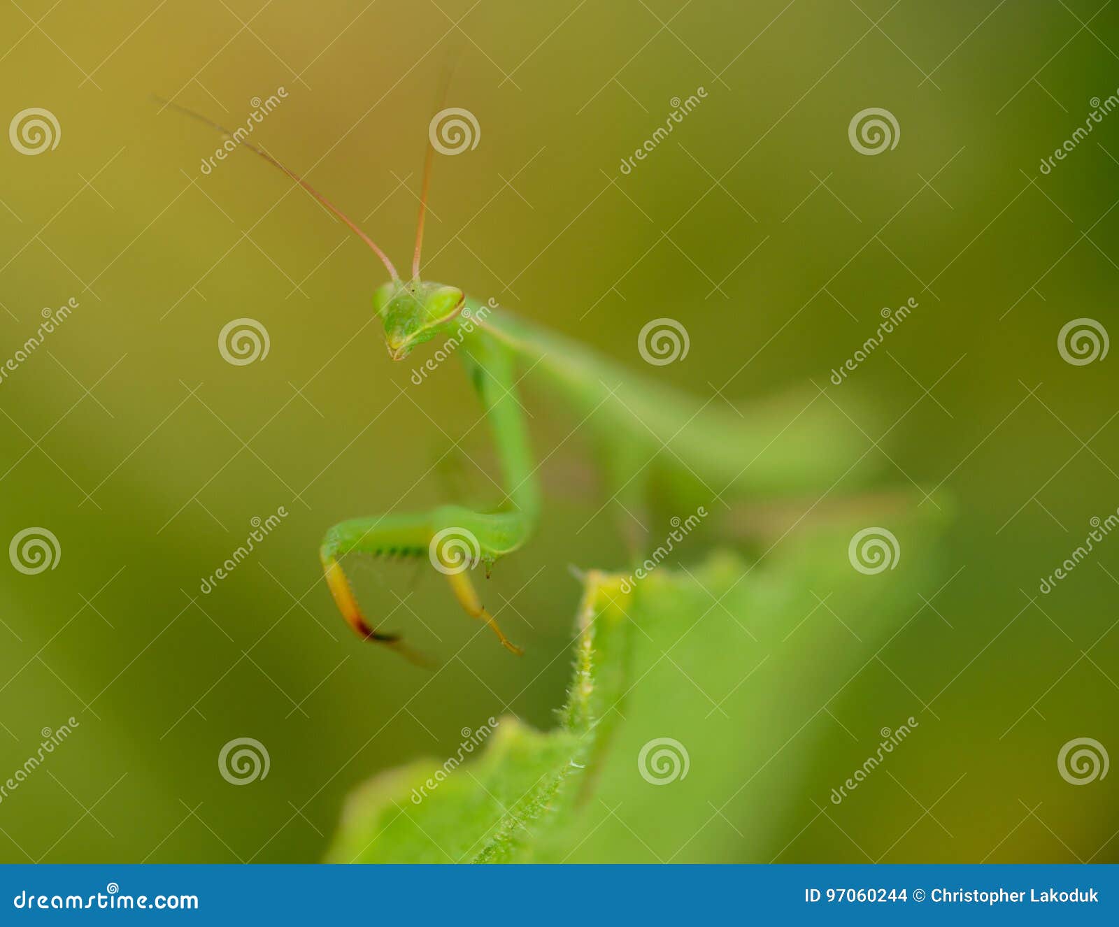 Praying Mantis stock photo. Image of color, shallow, earth - 97060244