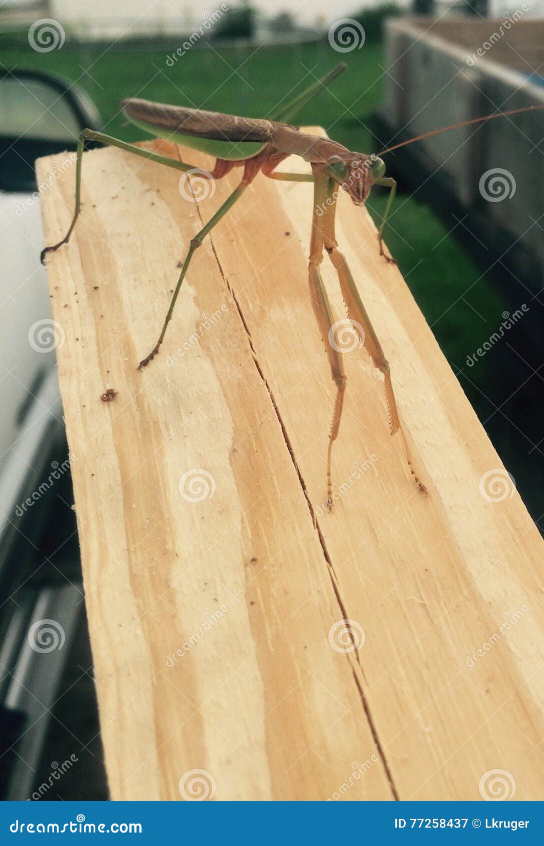 Praying Mantis Bug Insect Board Stock Image - Image of sitting, praying ...
