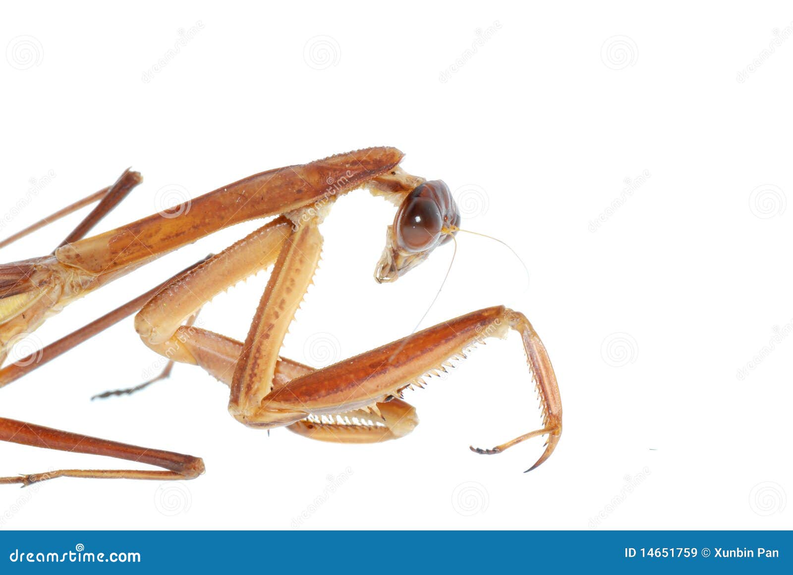 Praying Mantis Bug Insect Isolated Stock Image - Image of insect ...