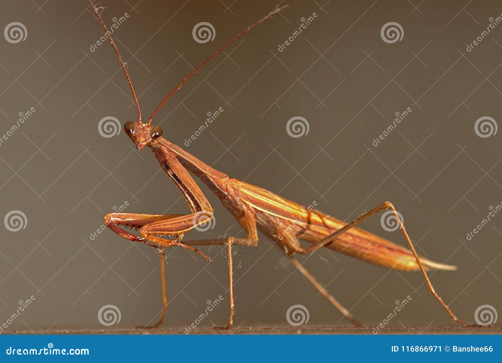 Praying Mantis Bug Insect Isolated on Brown Stock Image - Image of ...