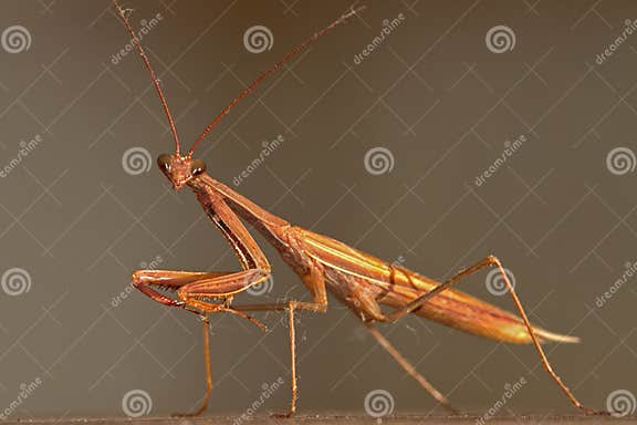 Praying Mantis Bug Insect Isolated on Brown Stock Image - Image of ...